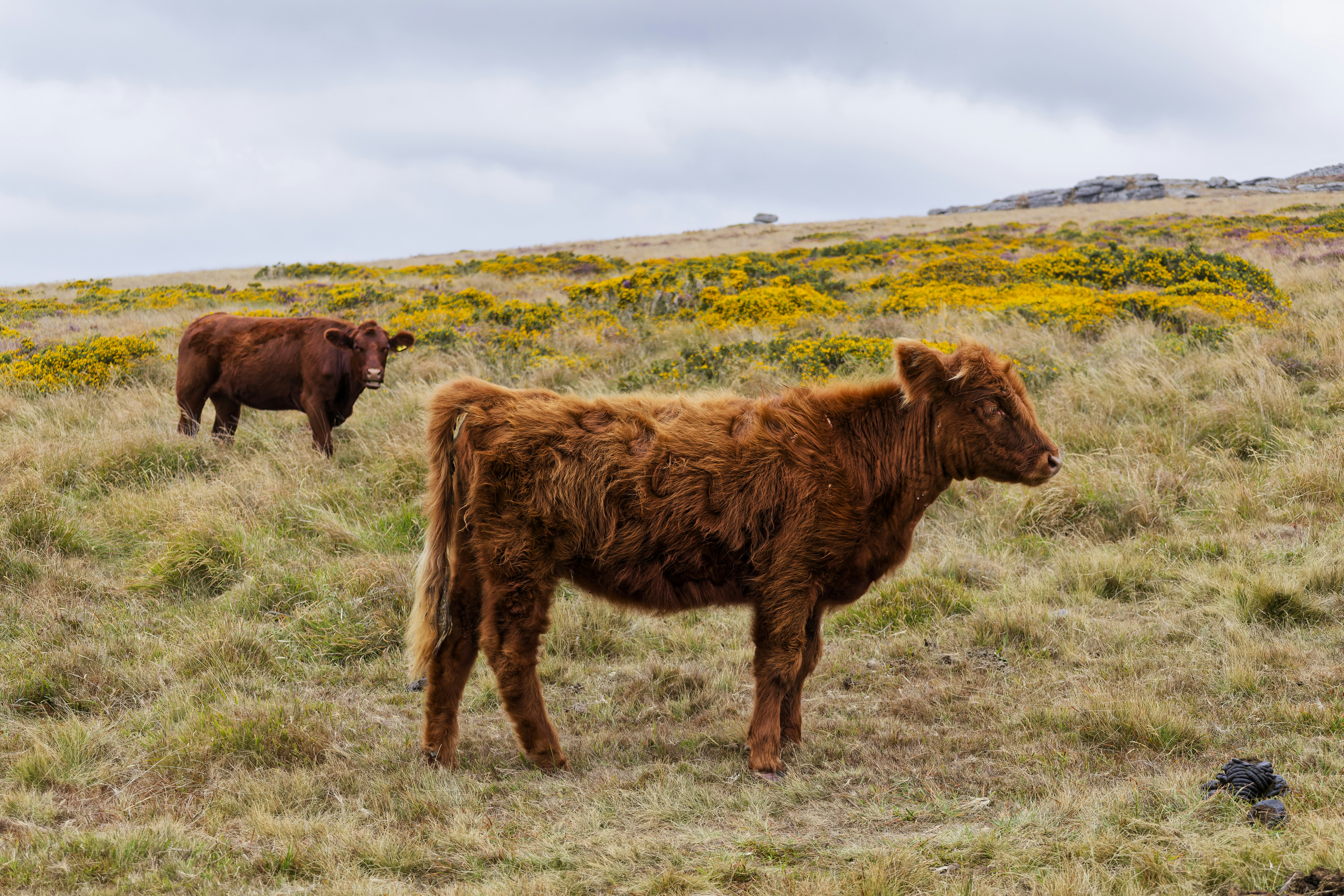 Red Highlanders in Blooming Moorland