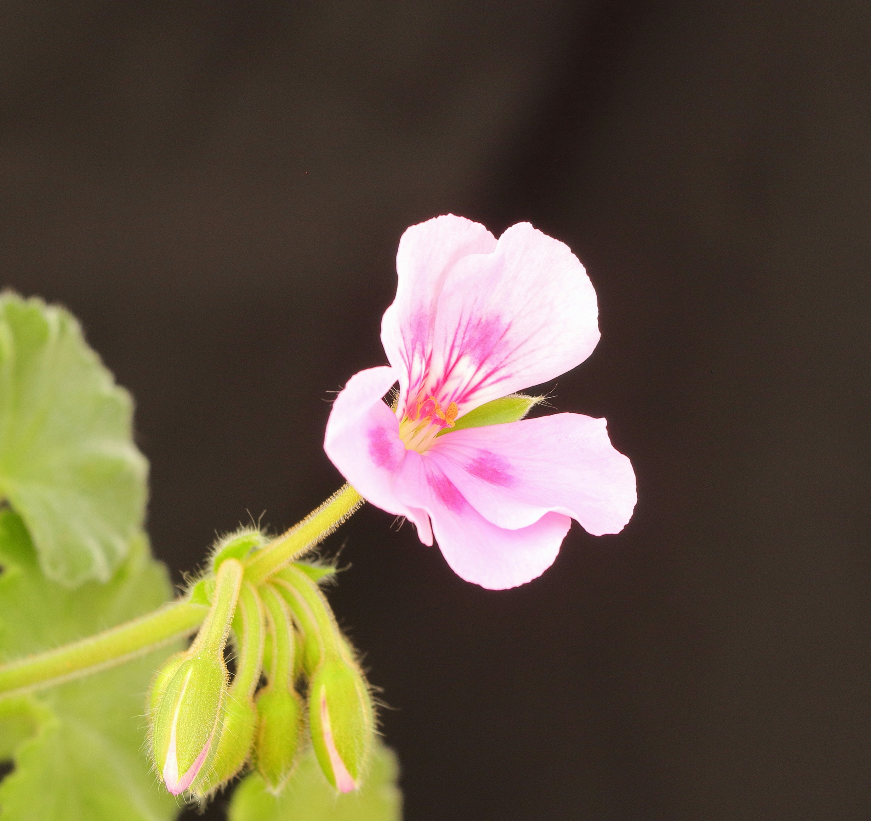 Soft-pink geranium bloom on a slender green stem against a dark backdrop