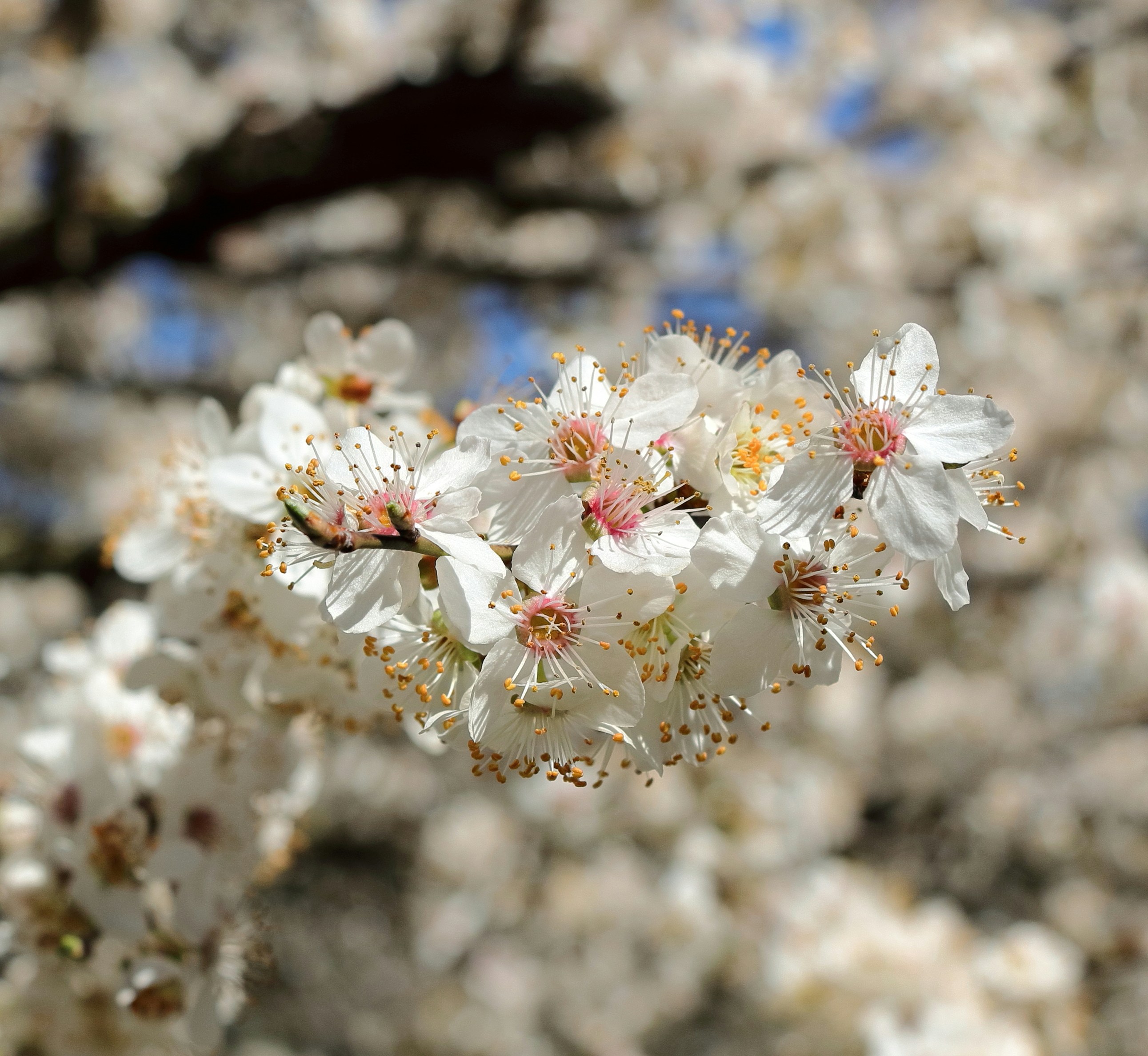 Blossoms in Focus: A Close-Up of White Petals and Golden Stamen