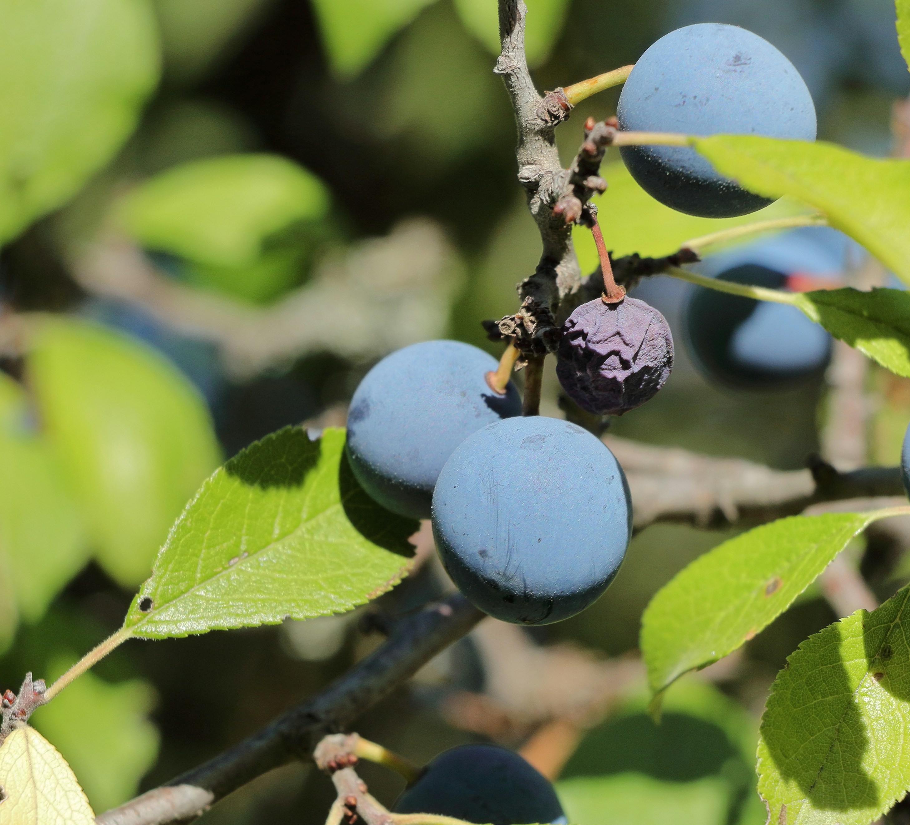 Blue berries in sunlight: a close-up on sunlit fruit and leaves