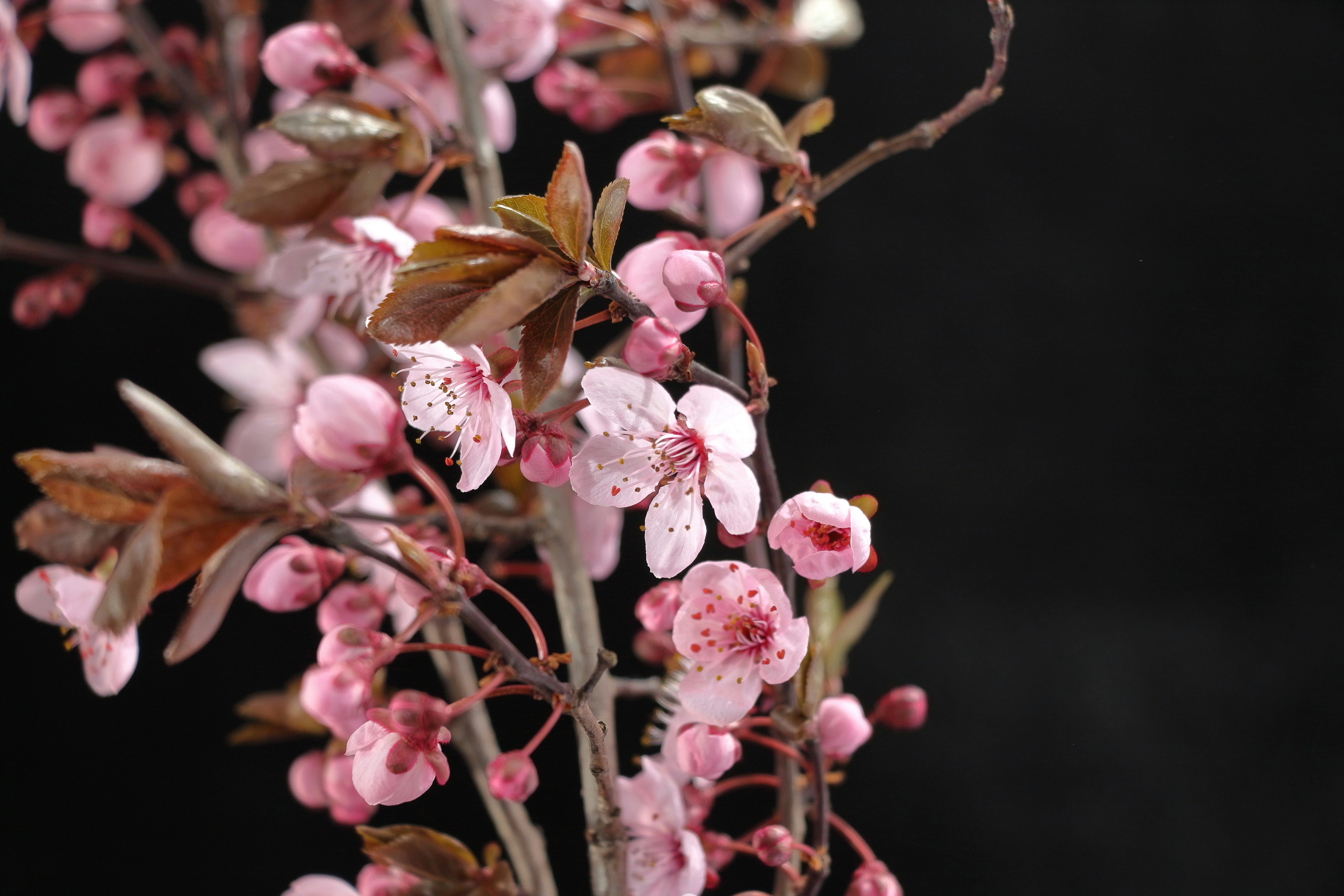 Blossoms in Bloom: A Branch of Pale Pink Flowers against Velvet Night