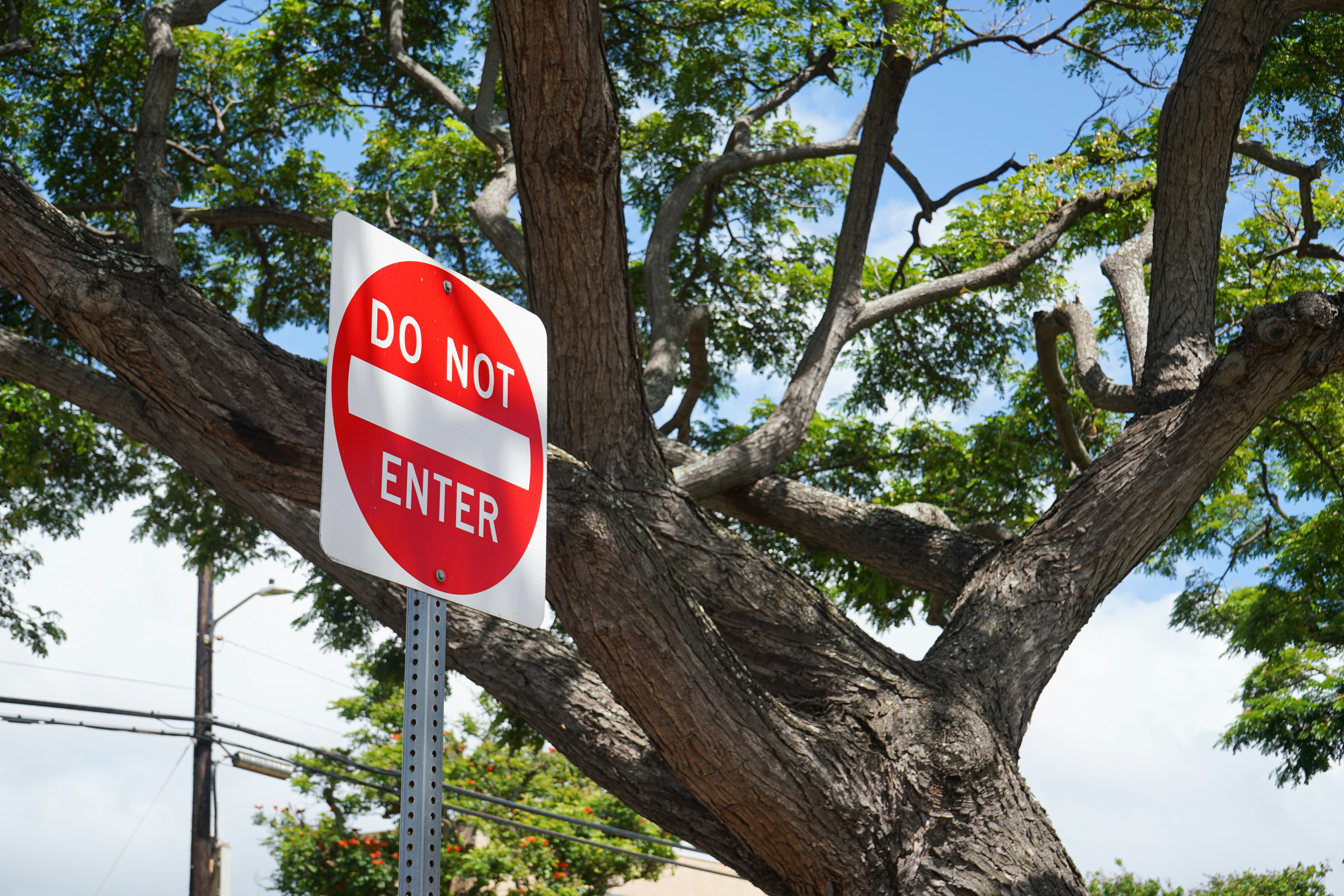 Do Not Enter Sign Bending into a Gnarled Tree canopy