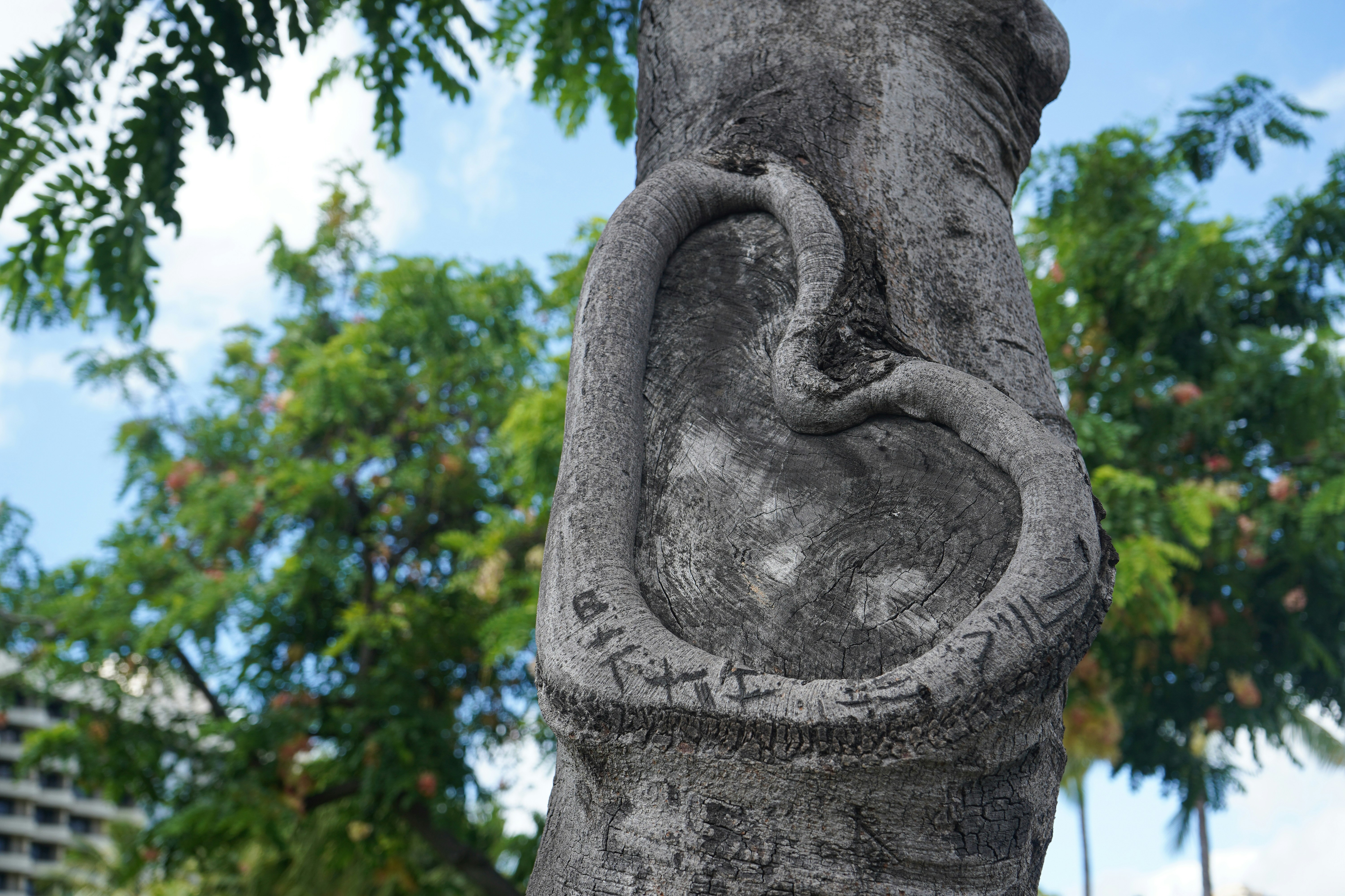 Ancient Knot: The Tree Ring and Loop
