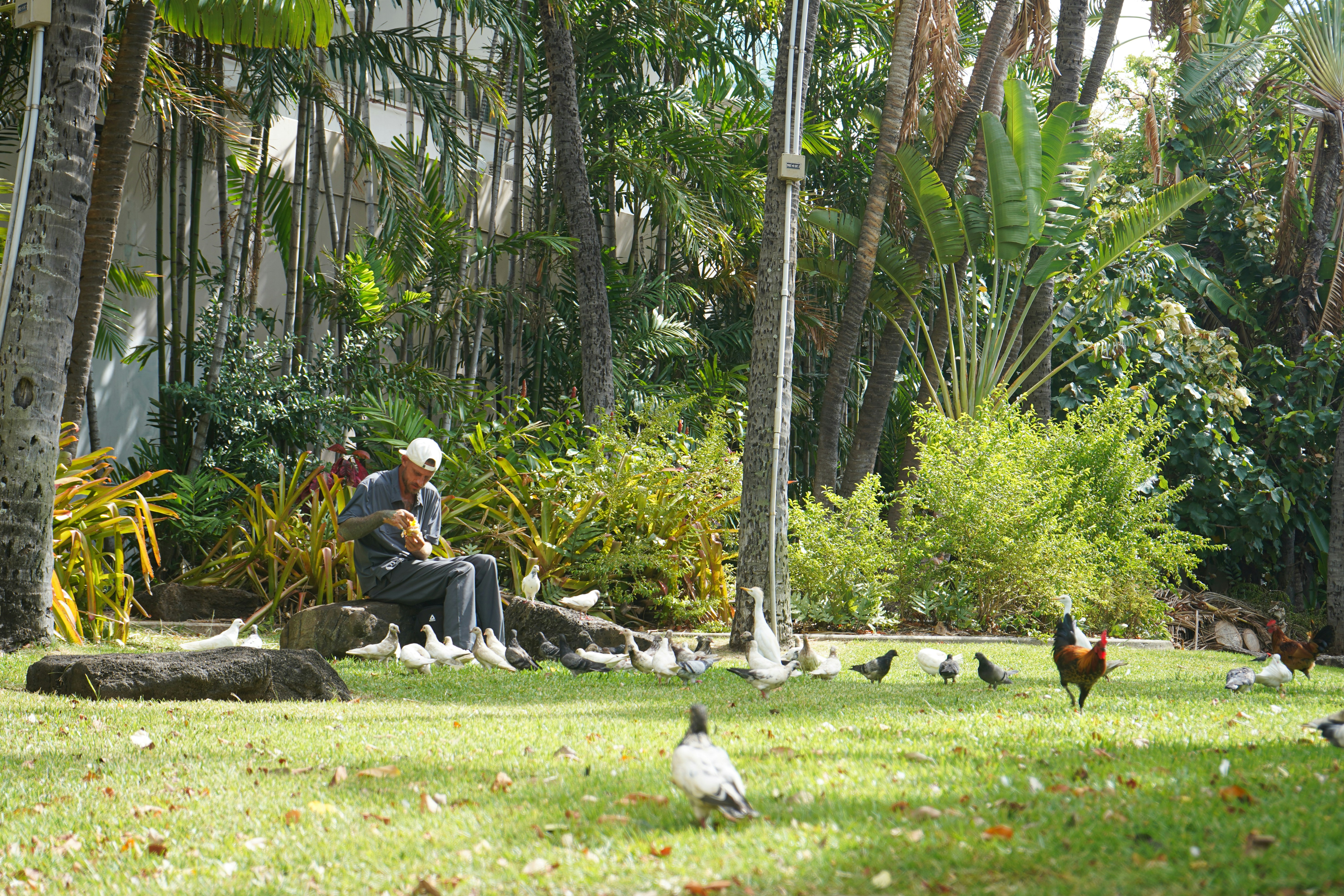 Quiet Bench in a Sunny Garden with Birds