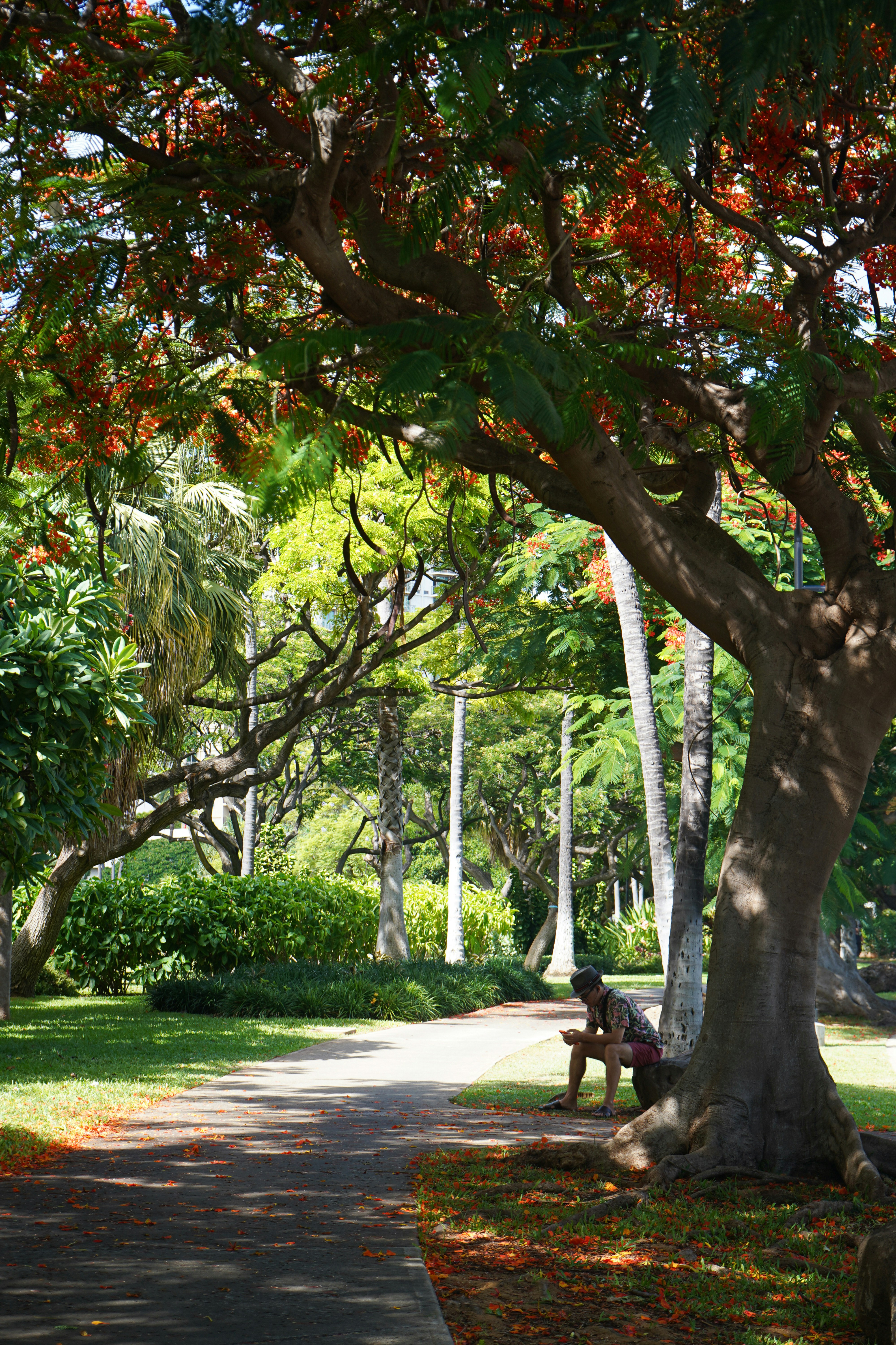 Shaded Path Beneath a Canopy of Florid Trees