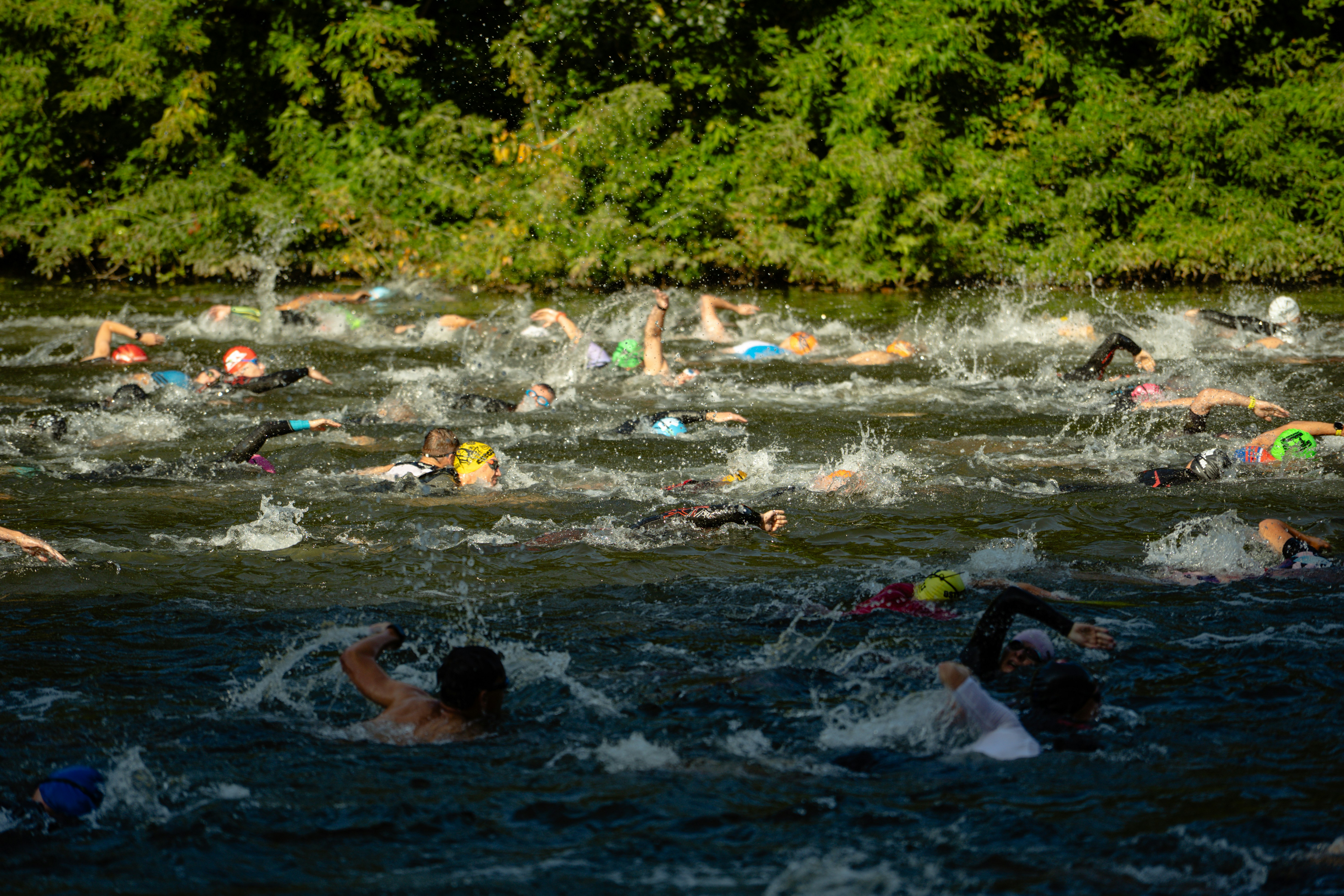 Murmuration of Swimmers: A Dense Sprint Through Dappled Rapids
