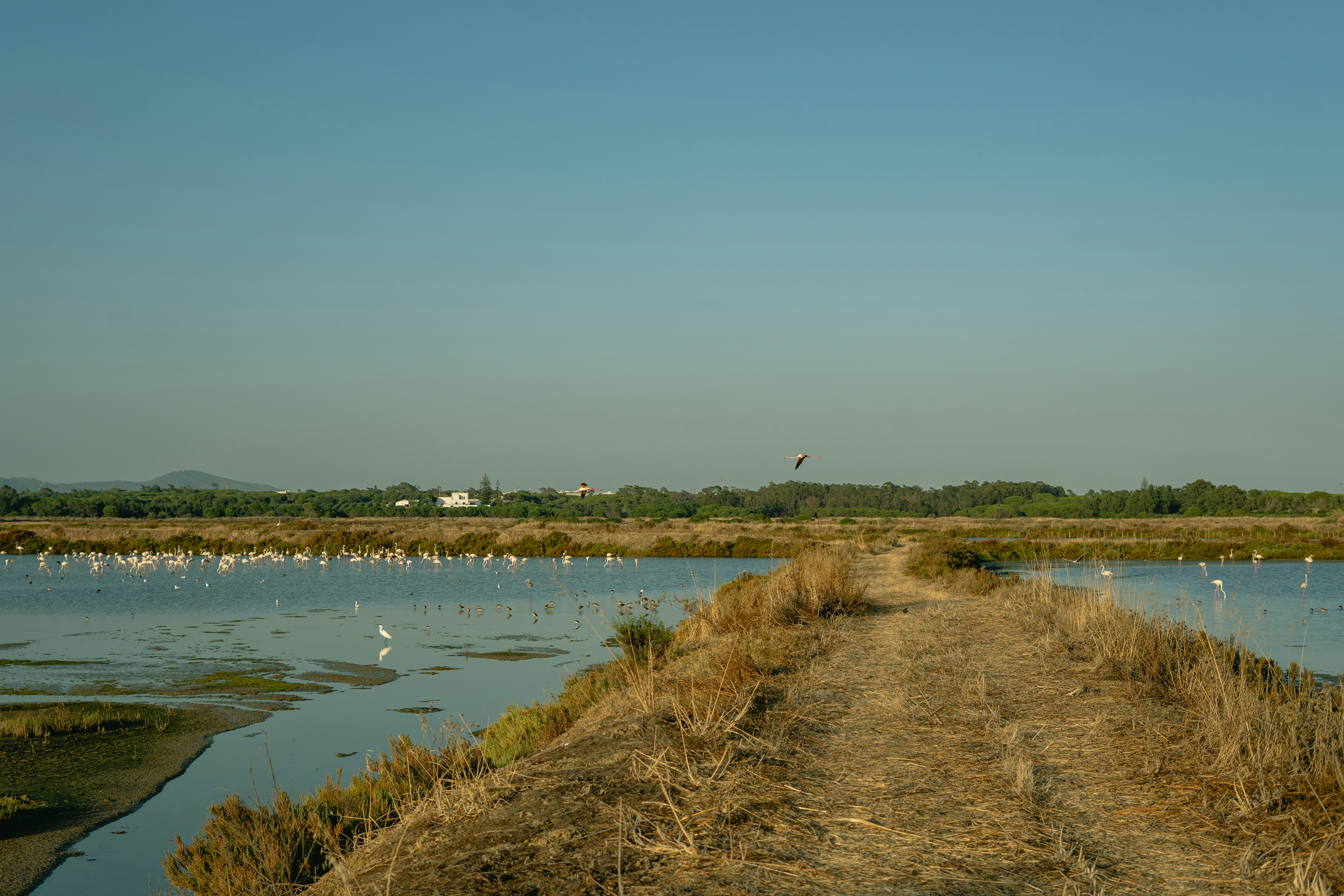 A sunlit causeway extends toward a distant marsh, framing a calm shoreline and flock of birds