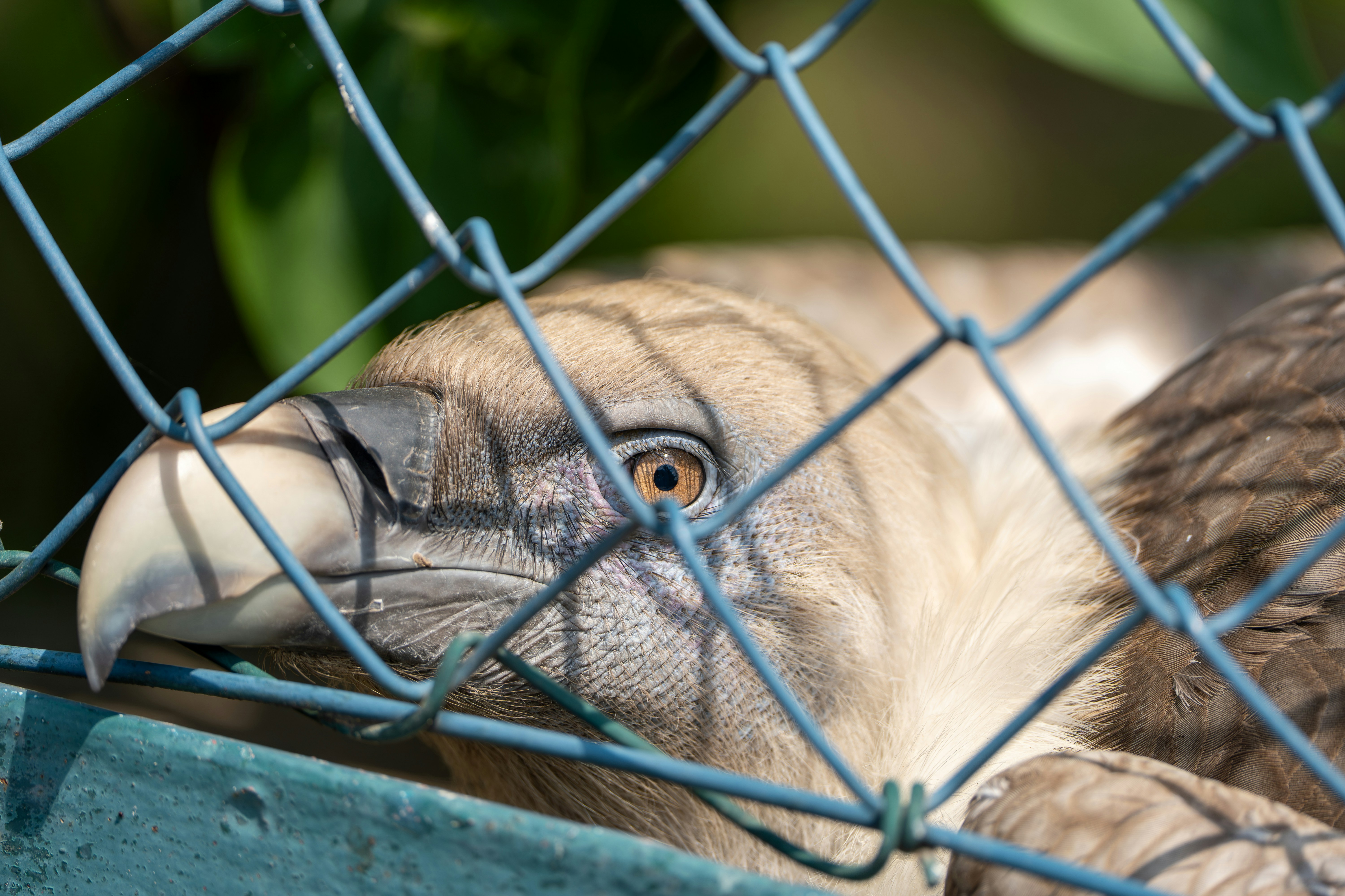 Curious Gaze Through Woven Bars