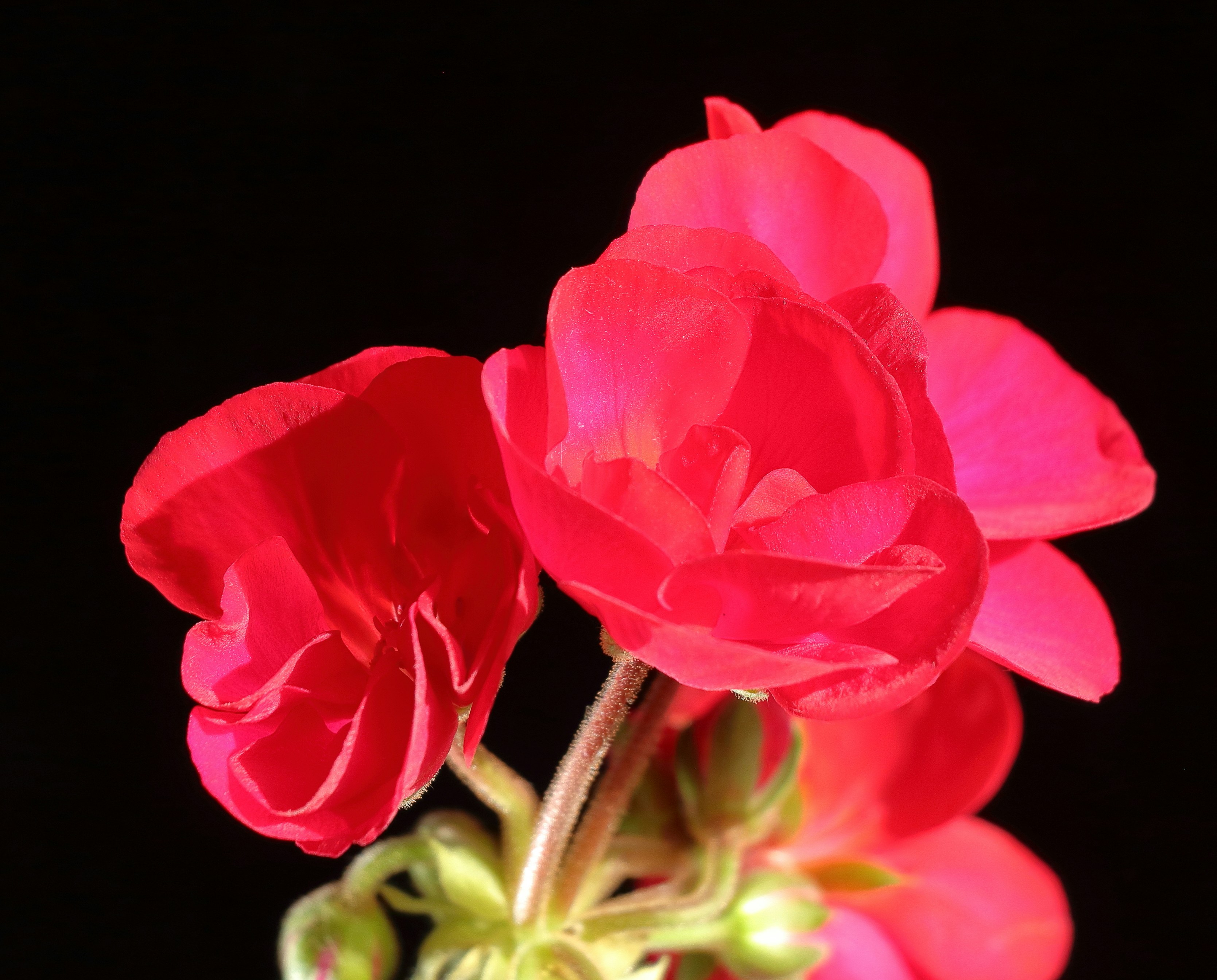 Crimson Petals in Focus: A Close-Up of Blooming Corsage Against Night