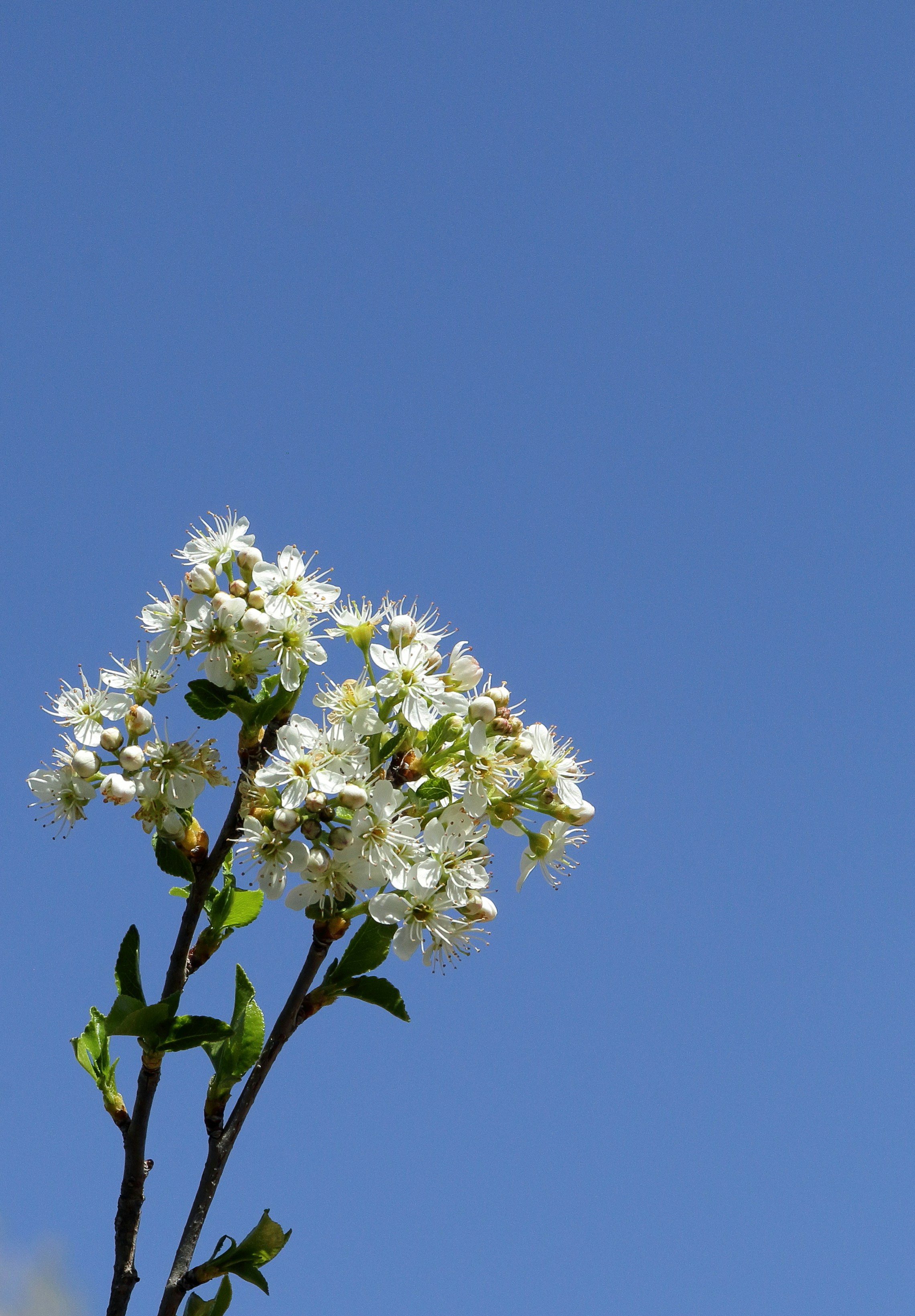 White blossom crown against a clear blue sky