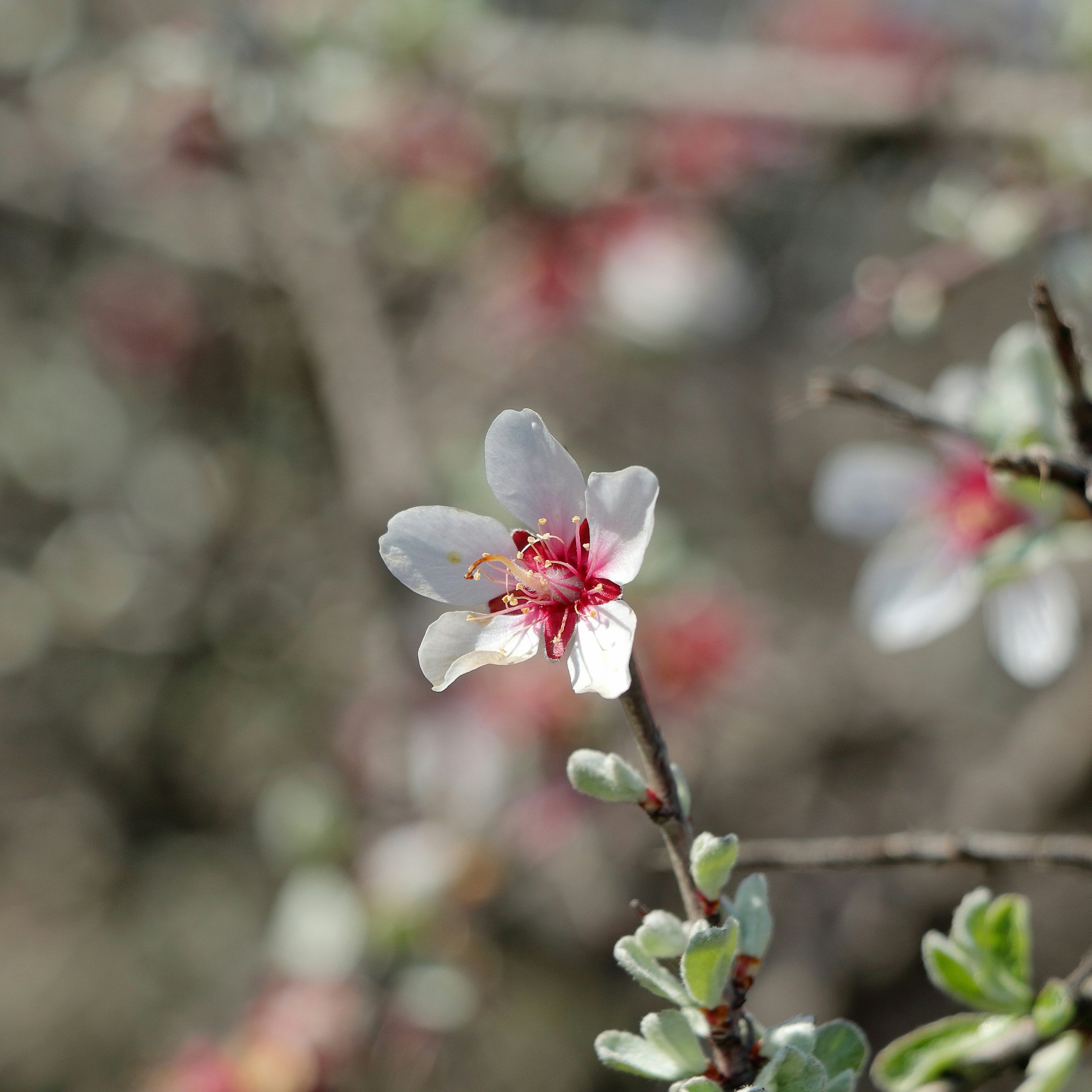 Blossom in Focus: A Delicate White-Pink Flower Against a Soft Garden Blur