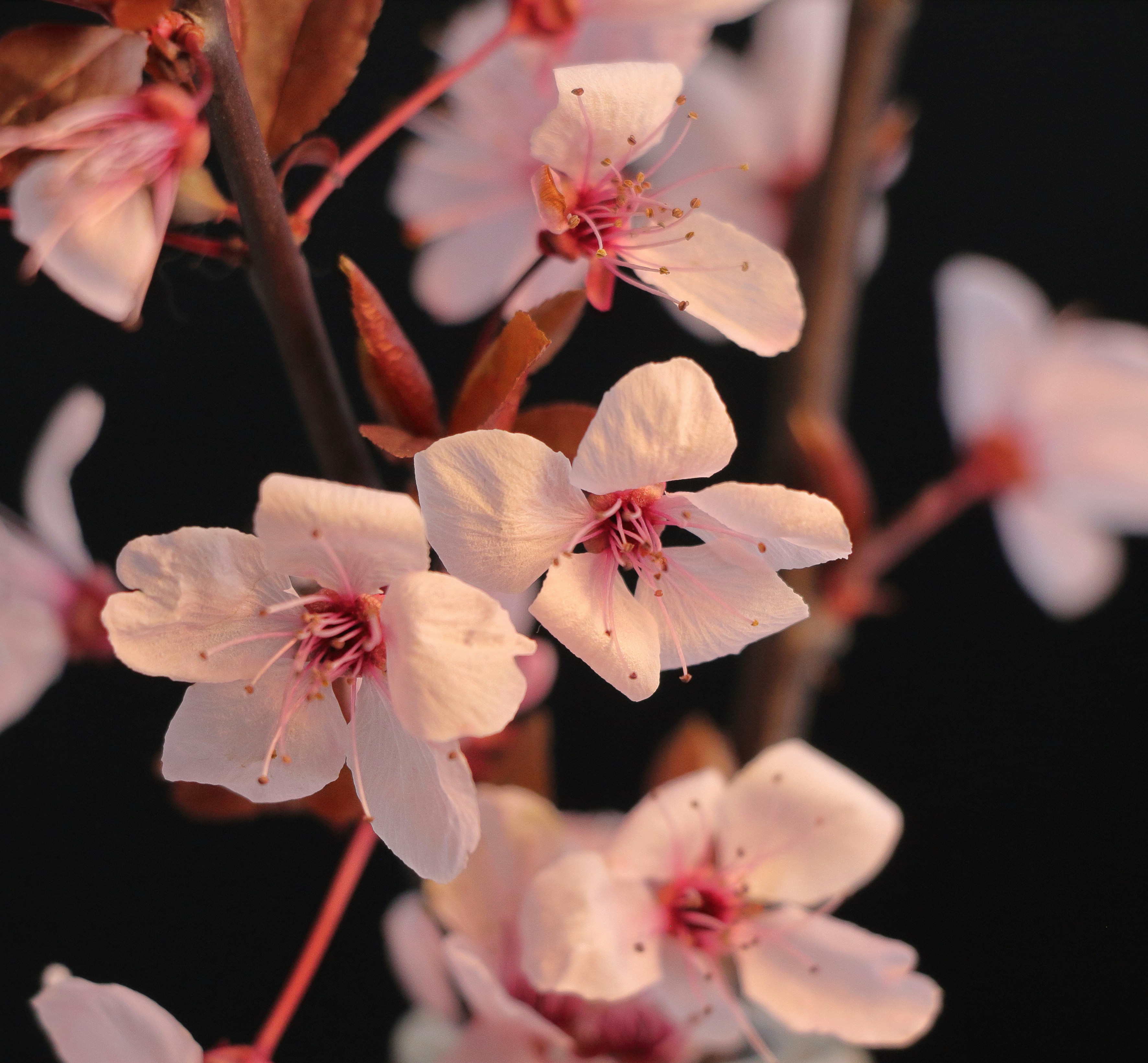 Blossoms in Focus: Soft Pink Tea-Tree Flowers Against Midnight Velvet