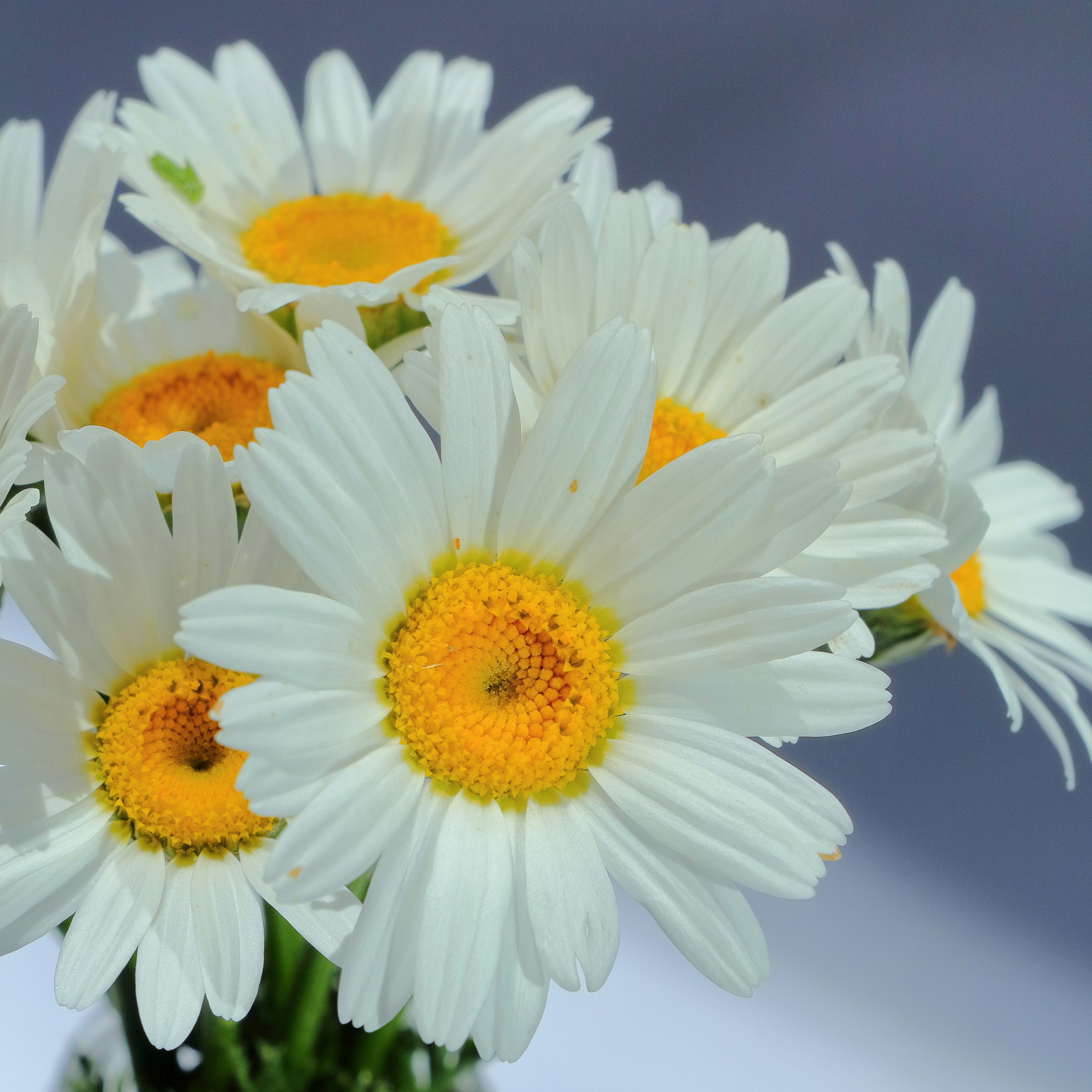 Sunlit Daisy Constellation: White Petals and Golden Centers
