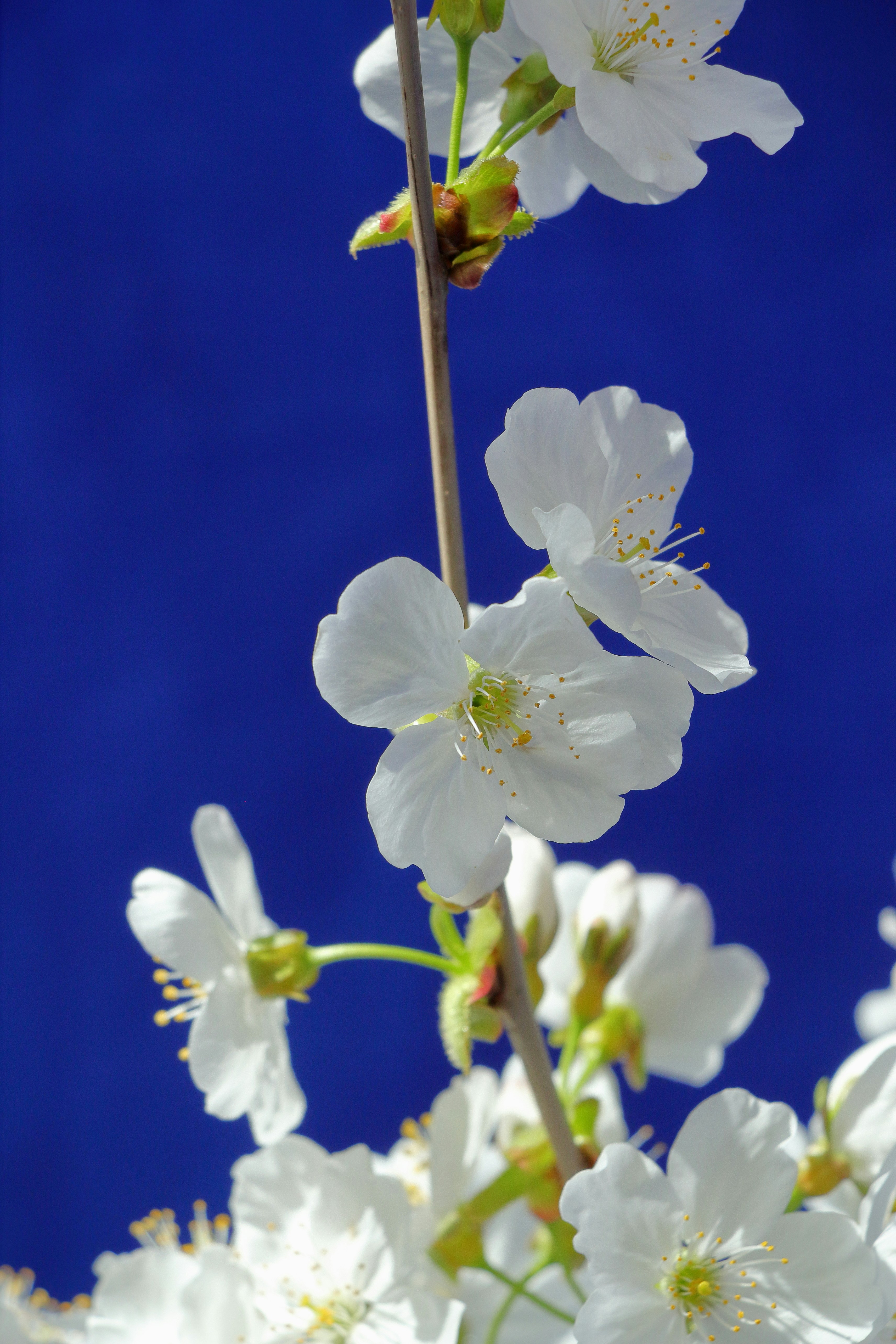 White blossoms ascend against a sapphire sky, a vertical study of delicate petals
