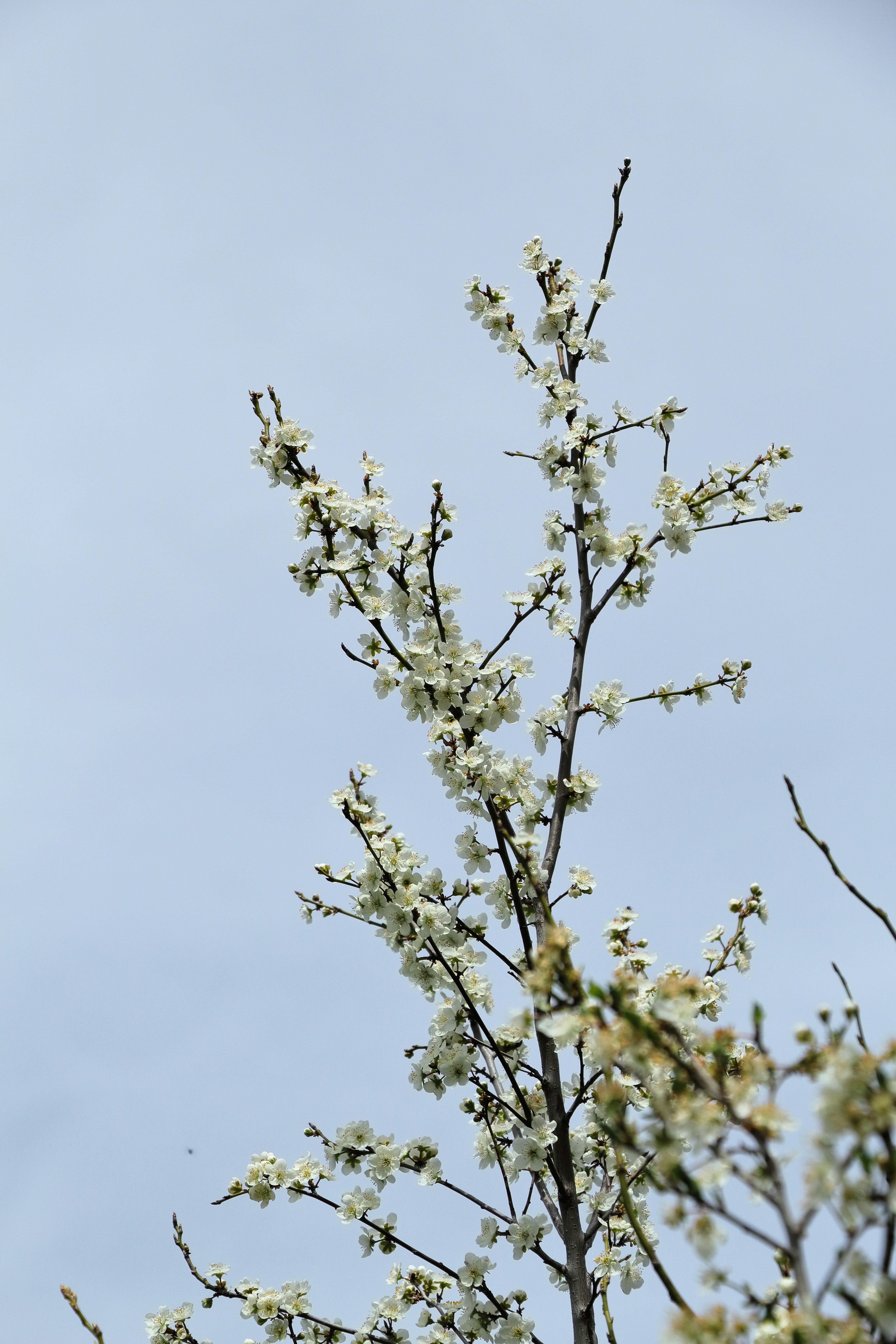 White blossoms reaching toward a pale blue spring sky