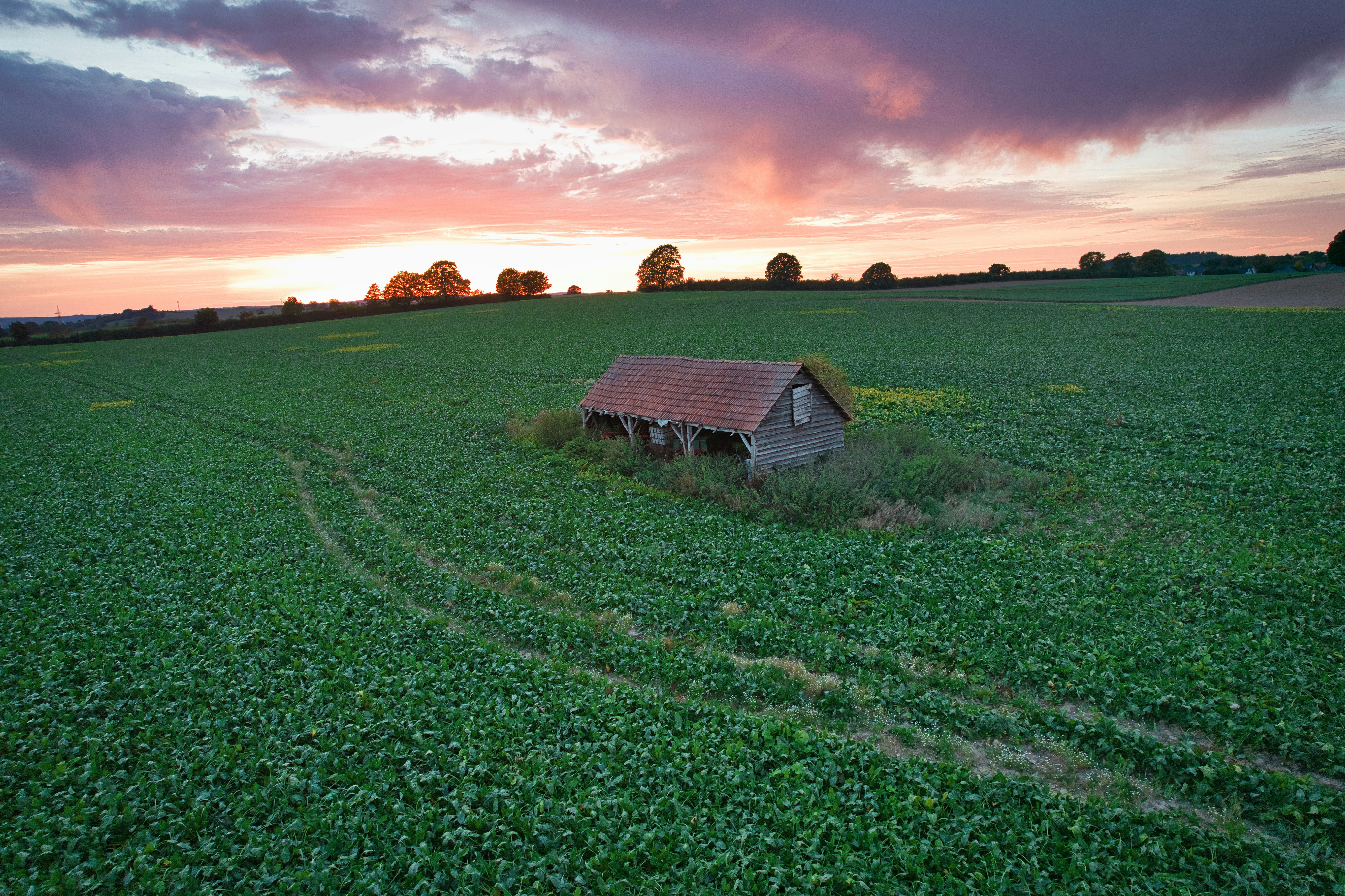Amber Sunset Over a Rustic Barn in a Sea of Green