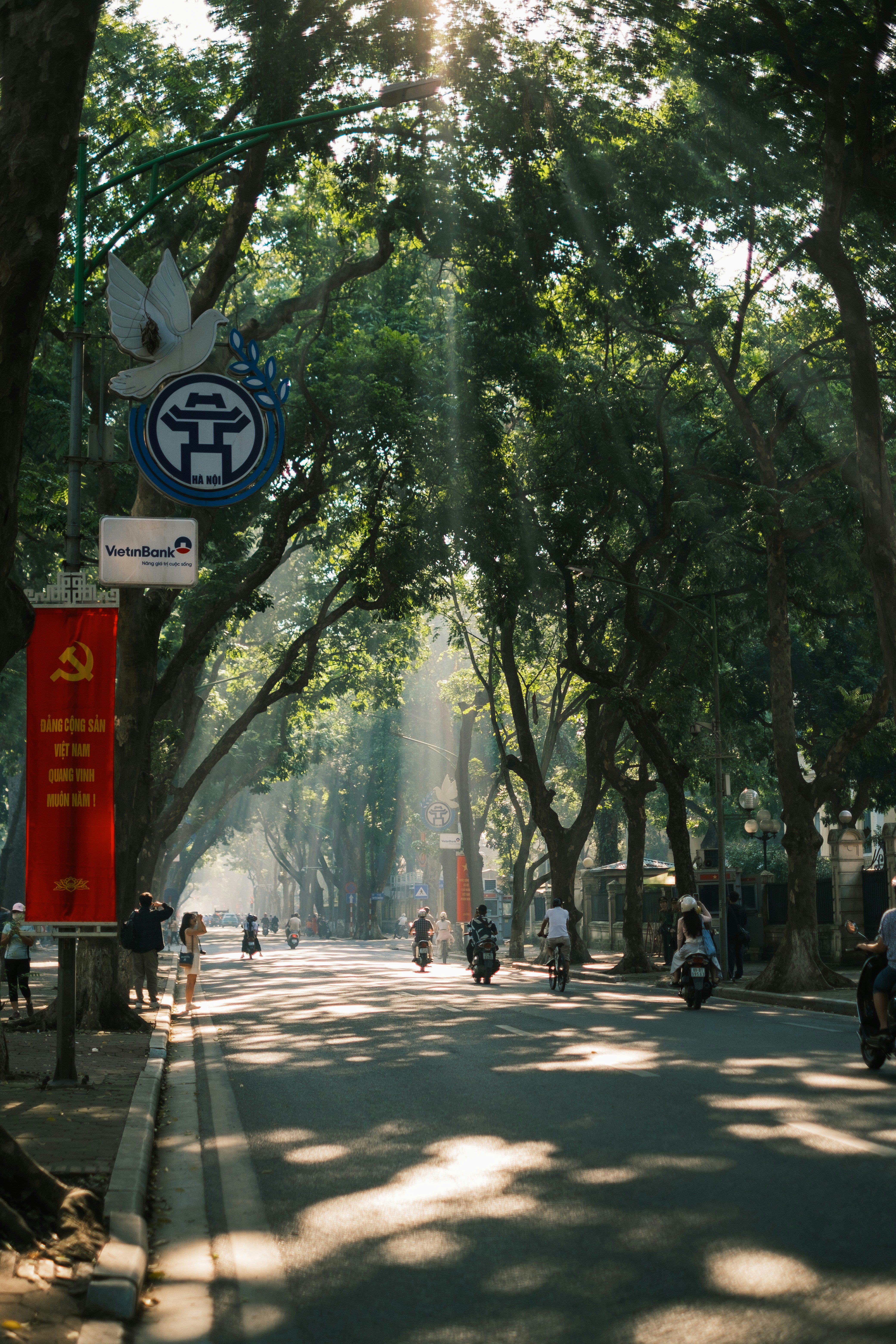 Sunlit Avenue Under a Cathedral of Trees