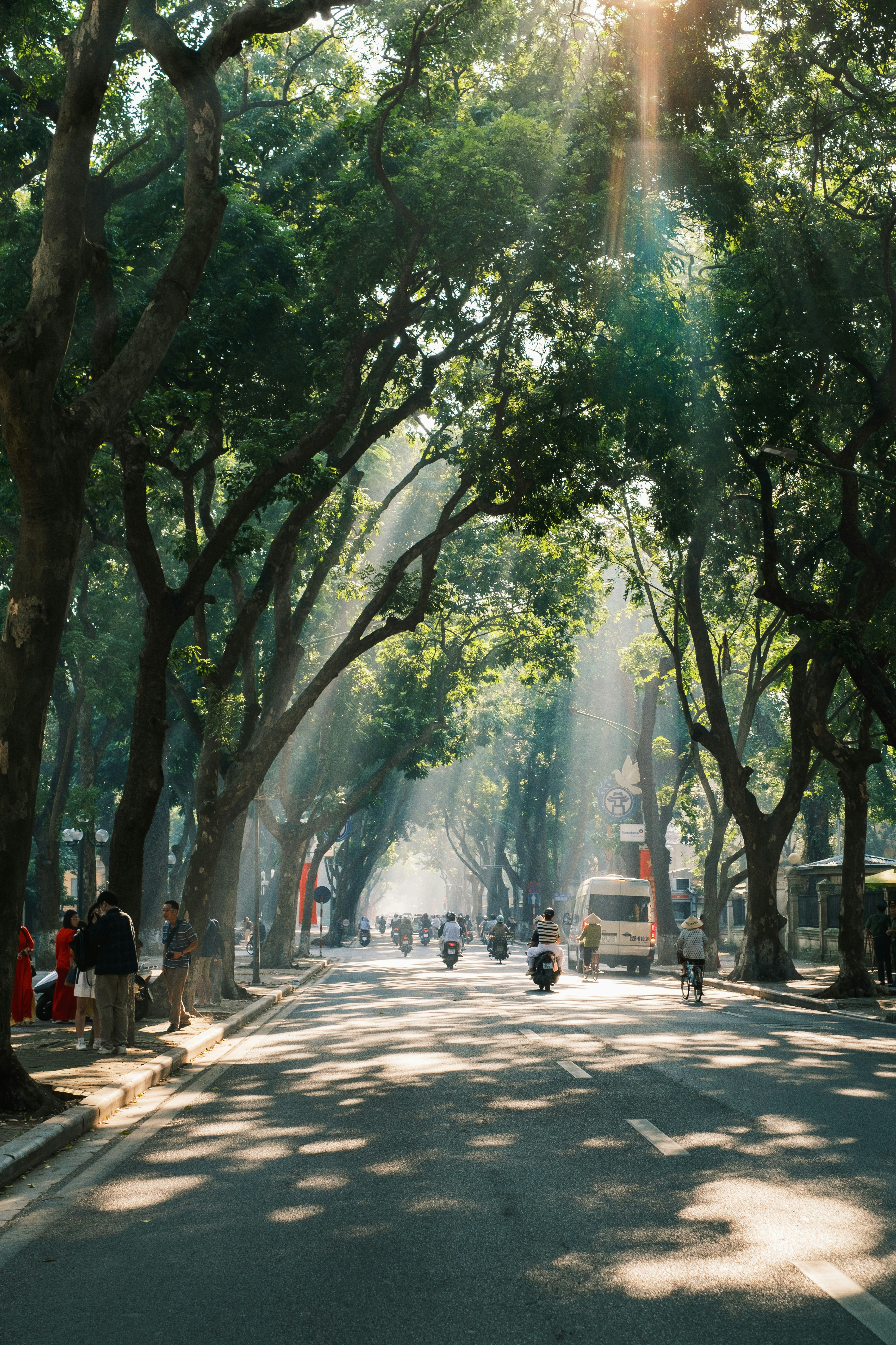 Sunlit Boulevard: lined trees and dappled shadows down a quiet city avenue