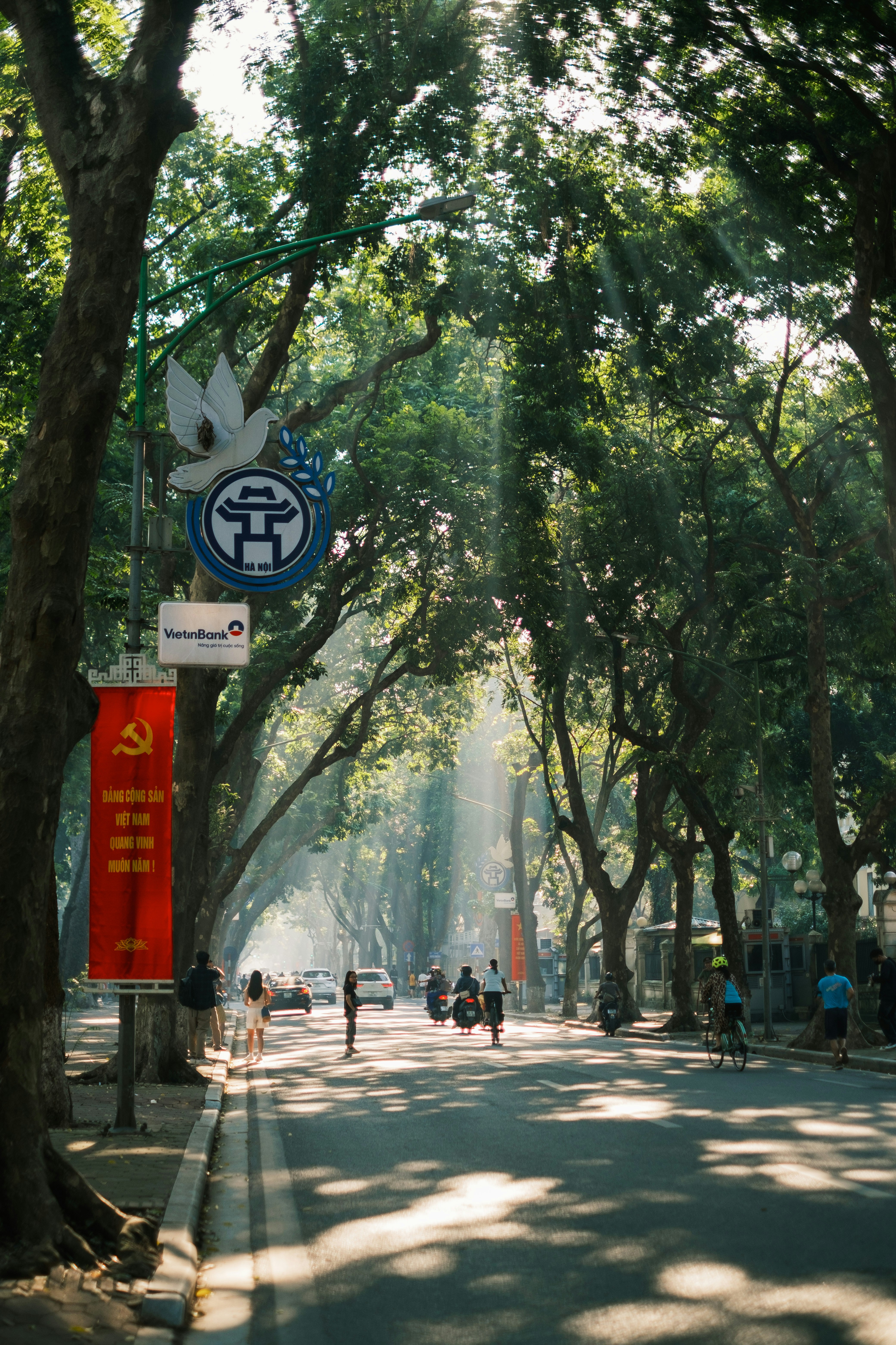 Sunlit Boulevard: A Quiet Morning Under Verdant Canopies