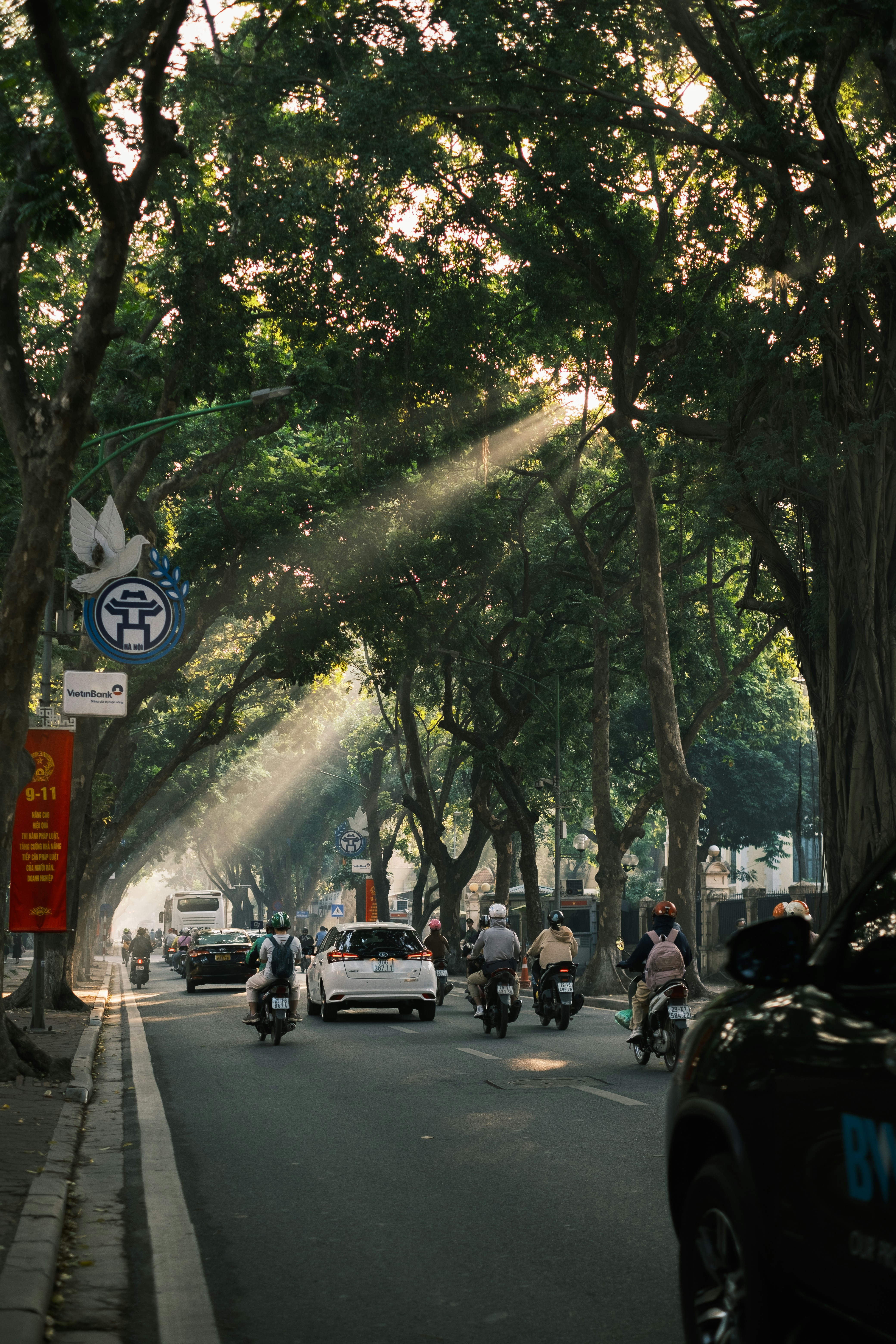 Sunbeams in a Tree-Draped City Avenue