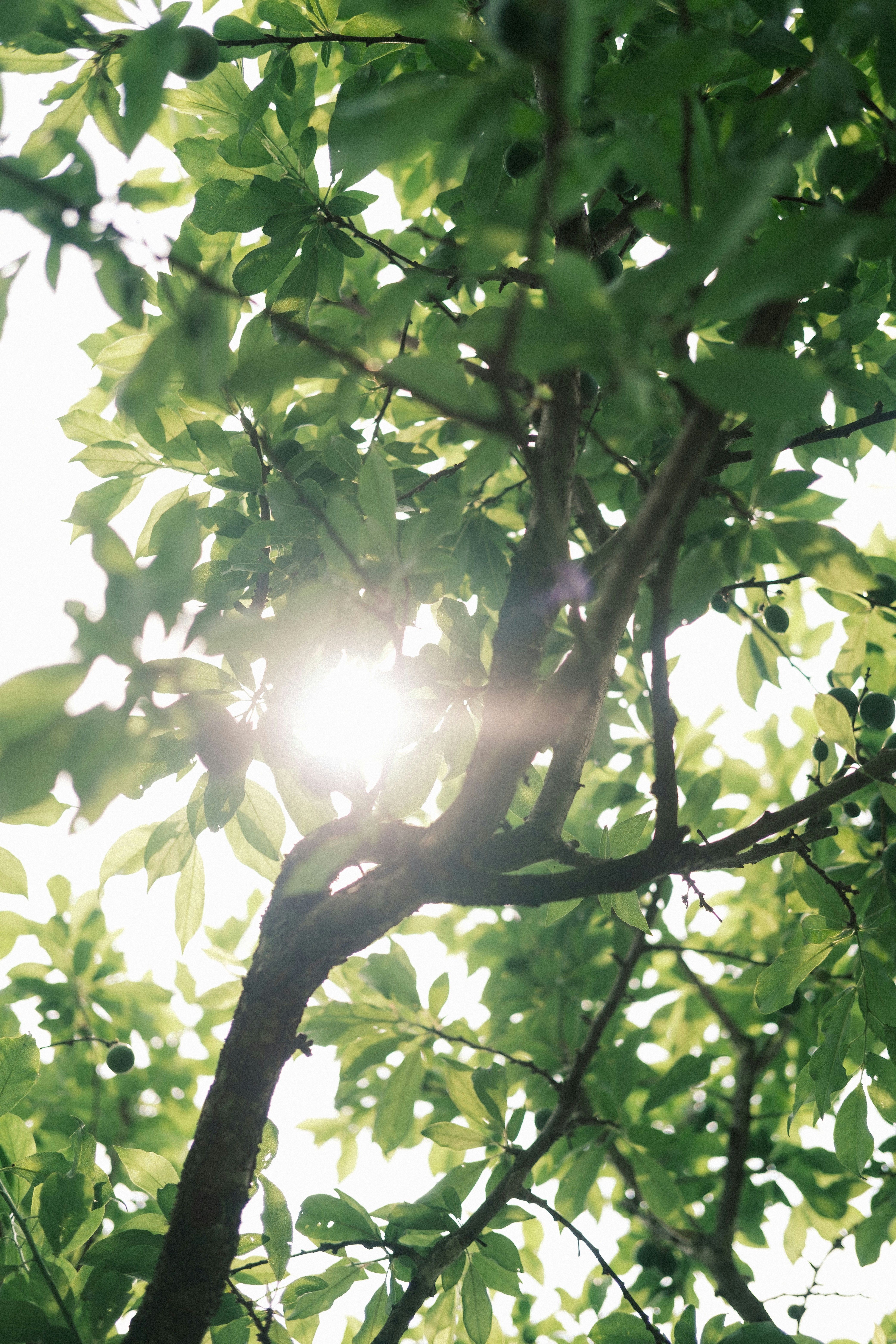 Sunlit Canopy: Quiet Burst Through Green