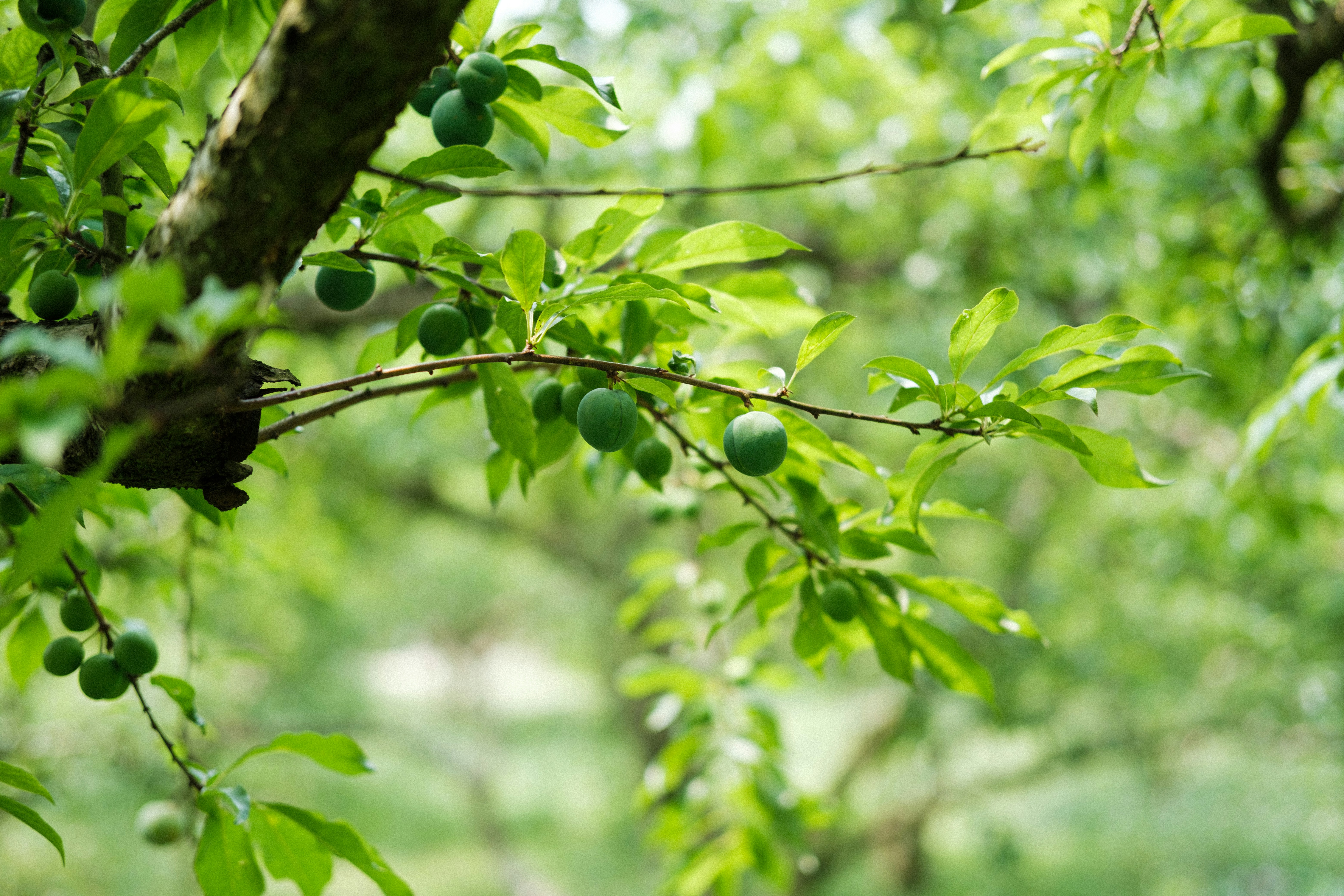 Green Apple-Topped Branches in a Sunlit Orchard