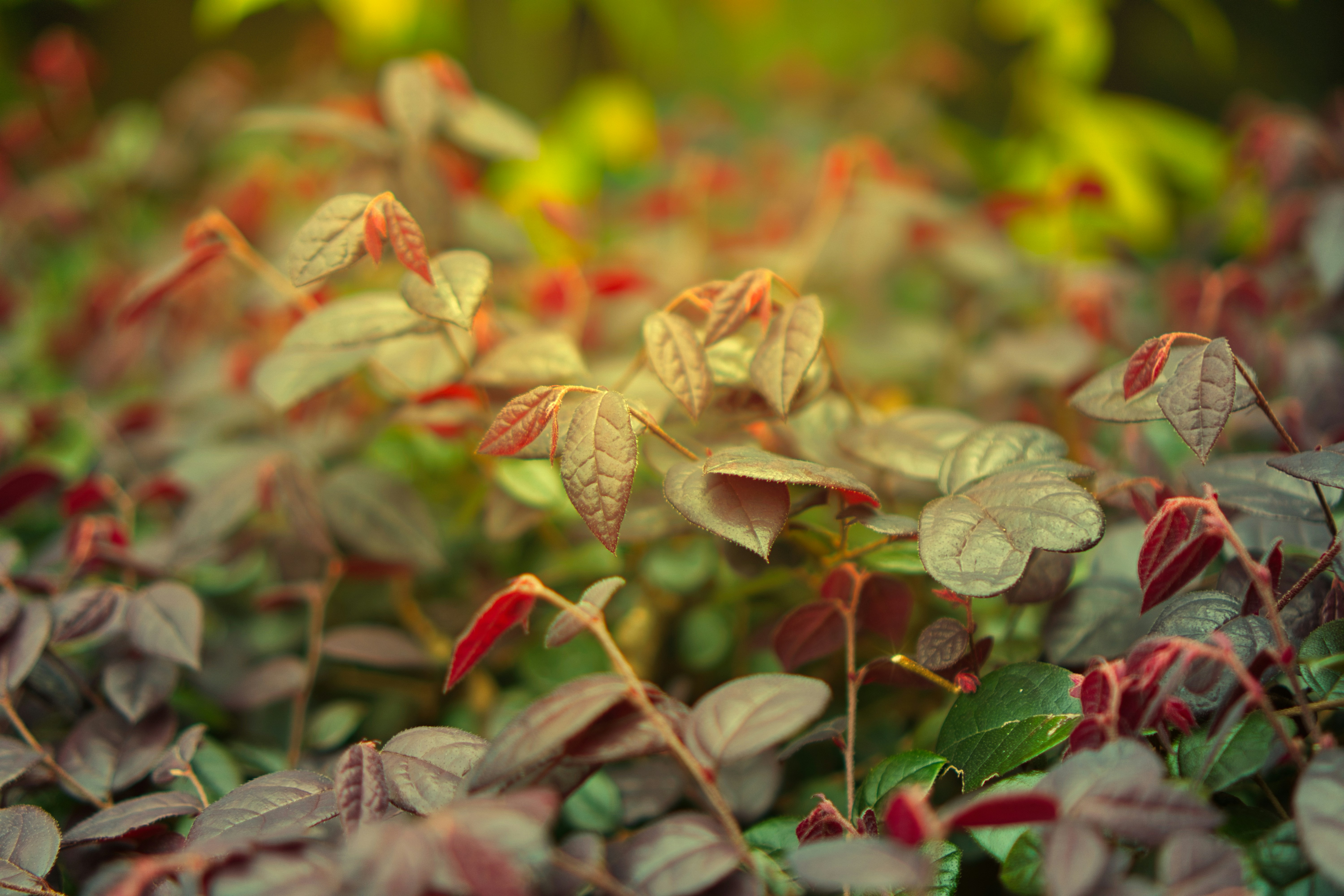 Soft Autumn Glow on Tangerine Leaves