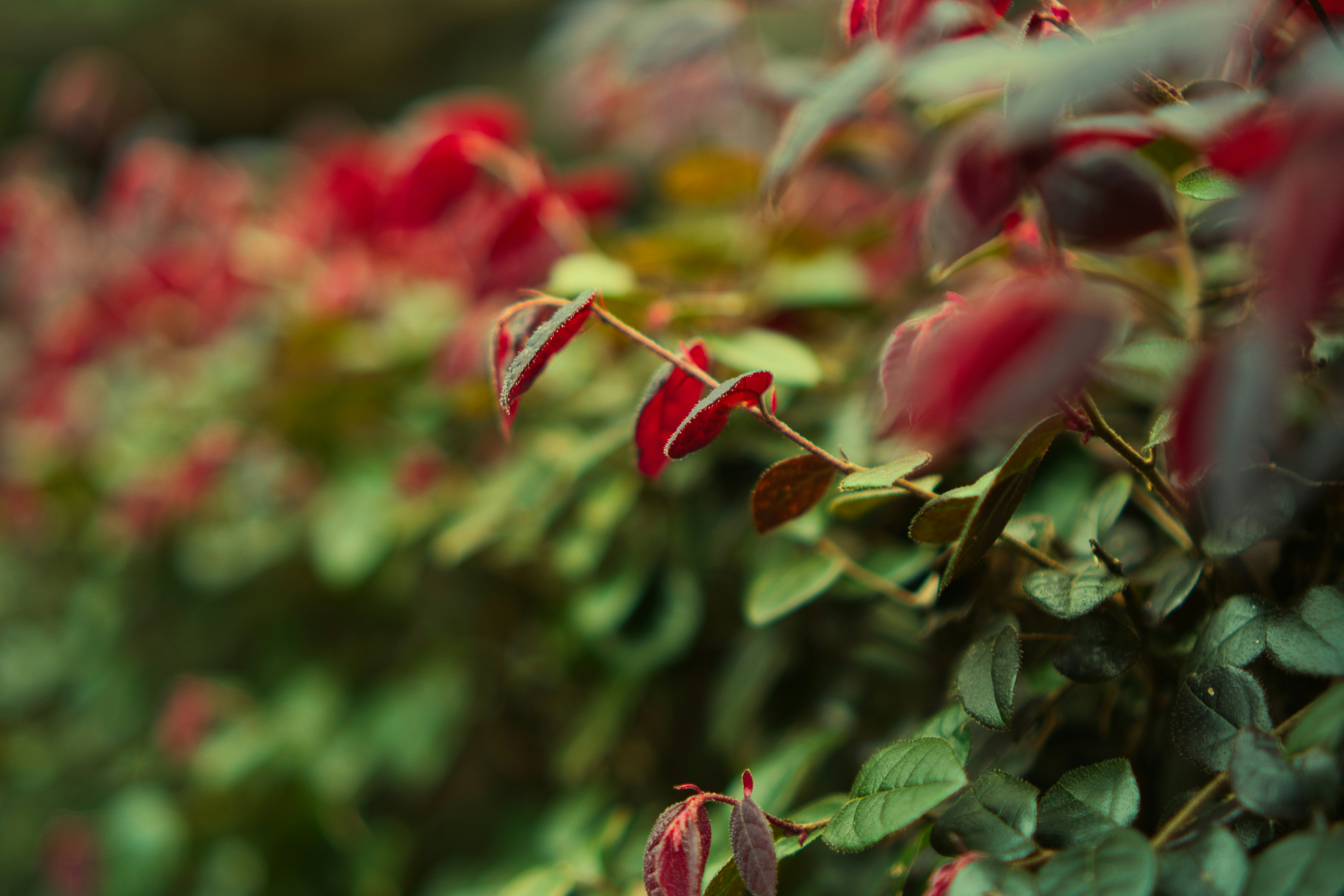 Red Archive: A Quiet Edge of Autumn Leaves