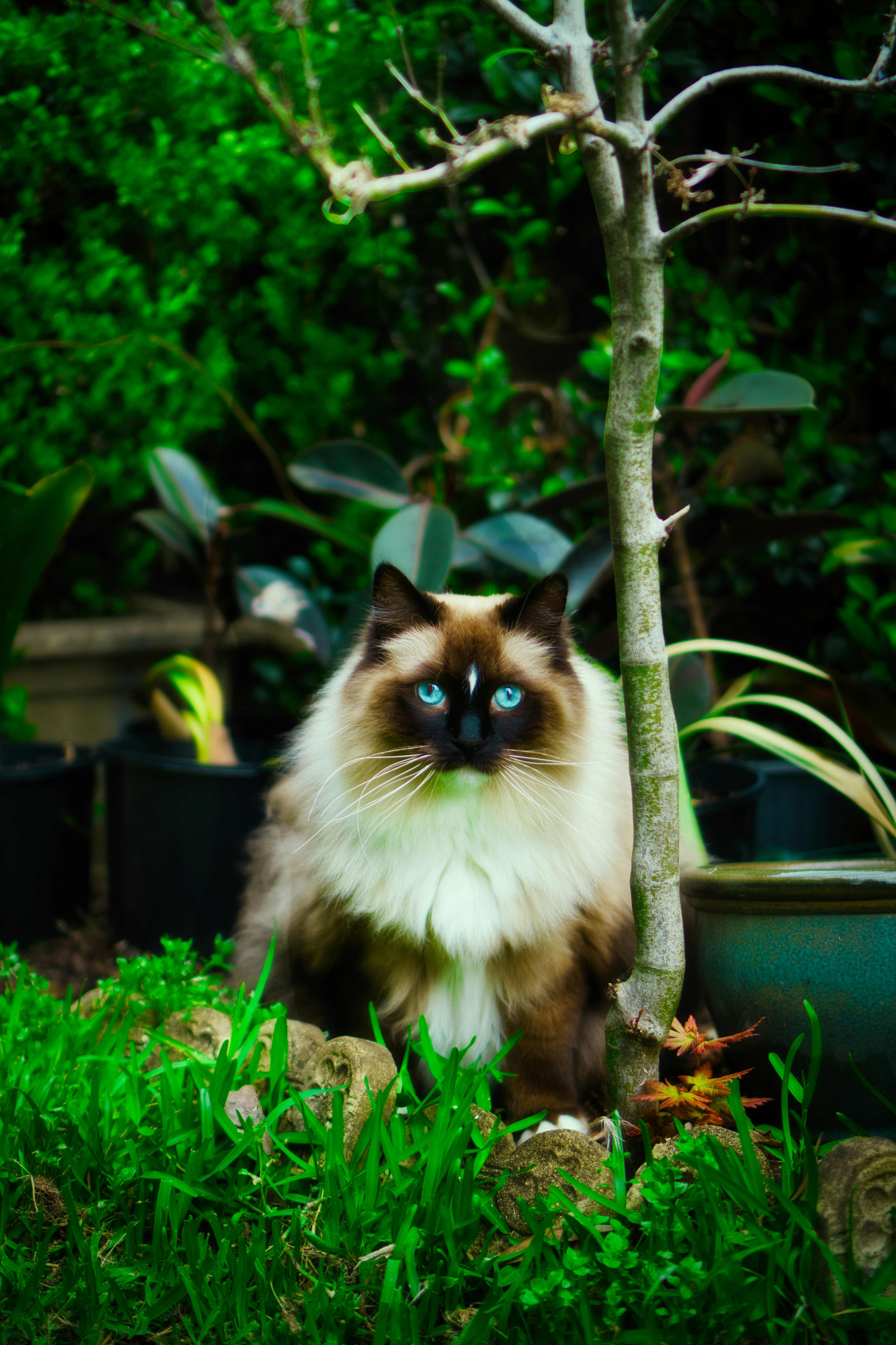 Azure Gaze in the Garden: A Cat Among Greenery