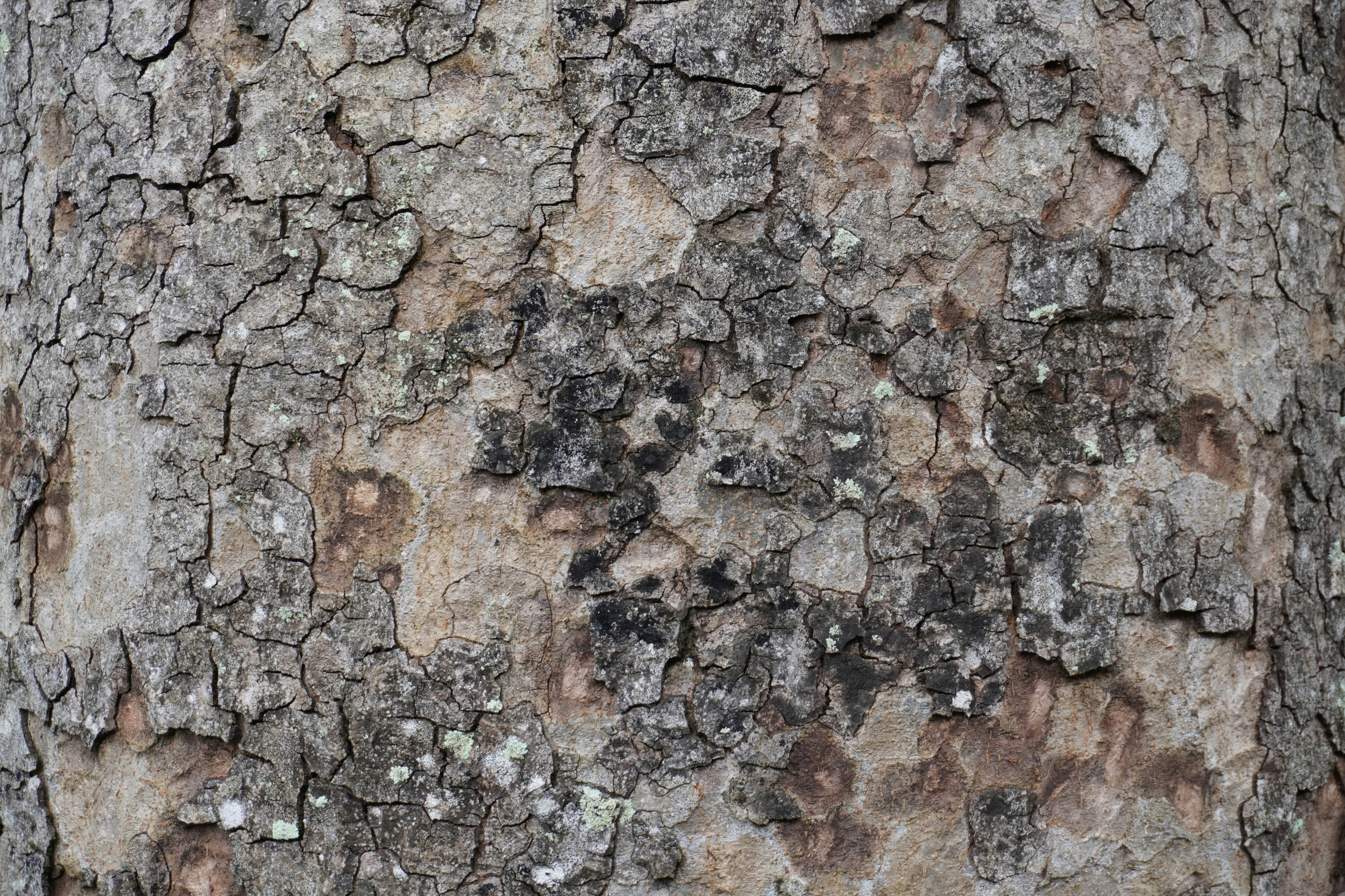 Rugged Bark Portrait: Texture and Time Carved in Wood