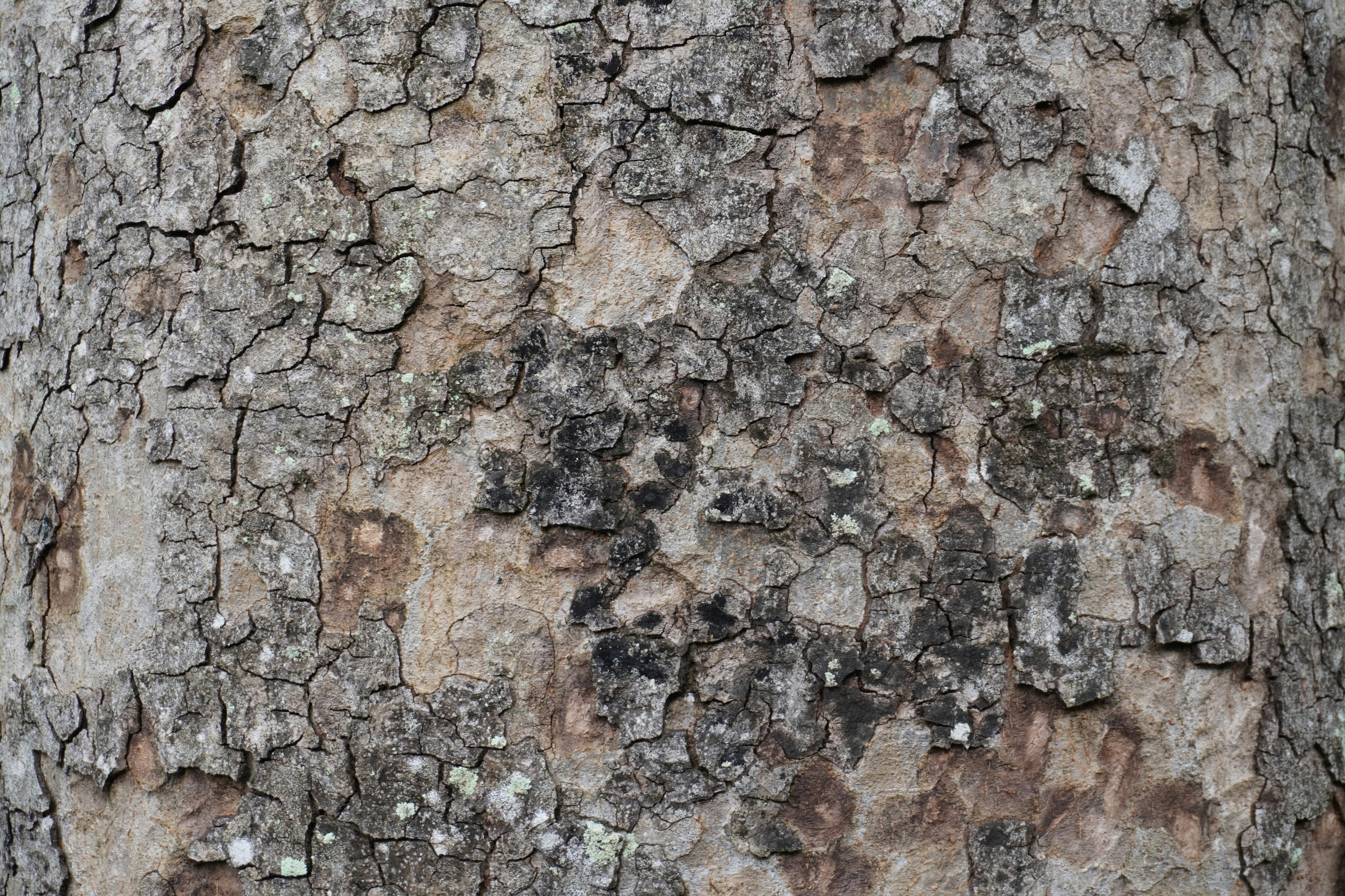 Rugged Bark: A Quiet Mosaic of Tree Armor