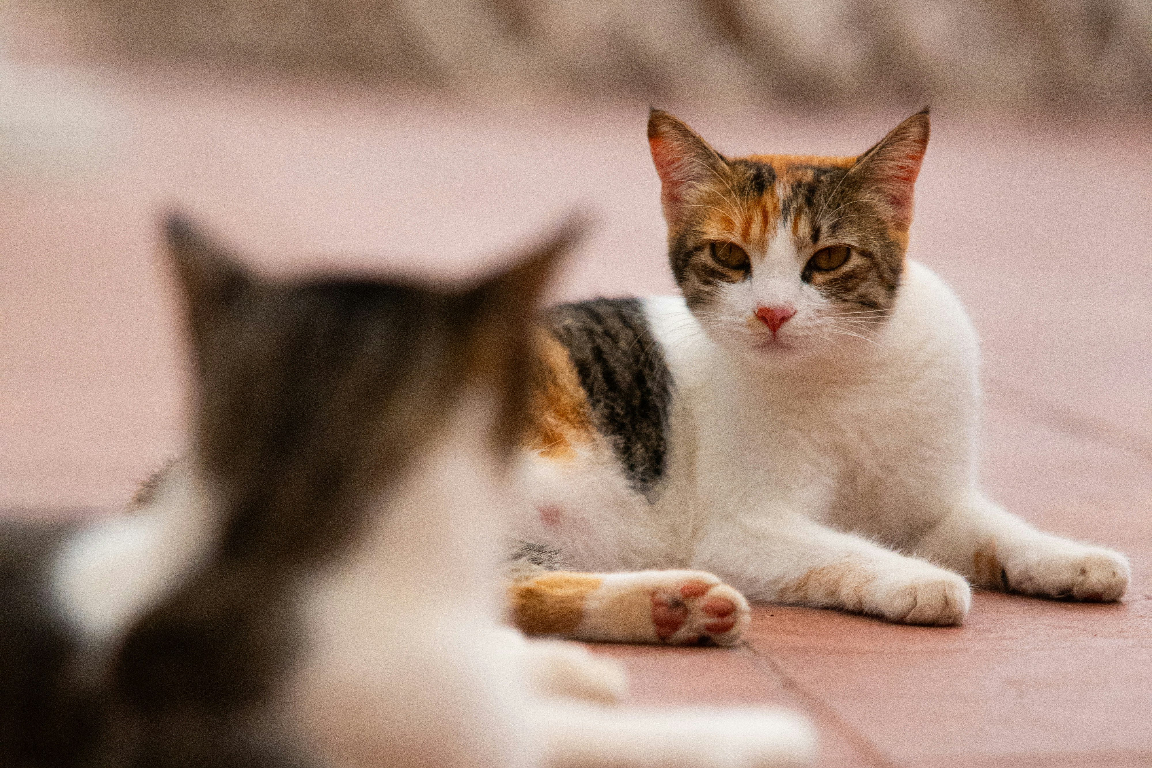 Calm Interview: A Calico Cat Gazes Toward an Echo of a Friend