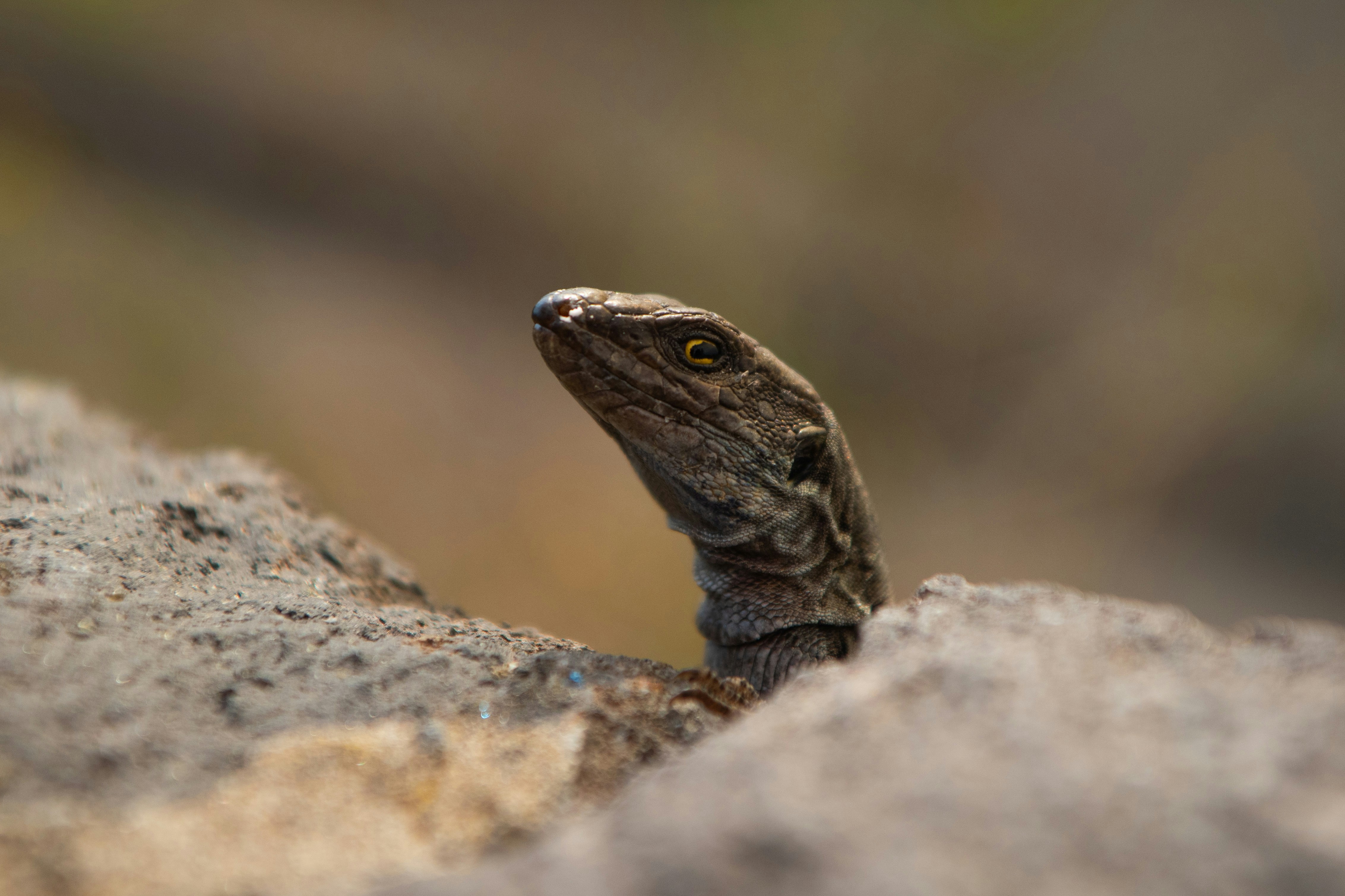 Lizard's Silent Perch: A Sunlit Gaze Above the Gravel