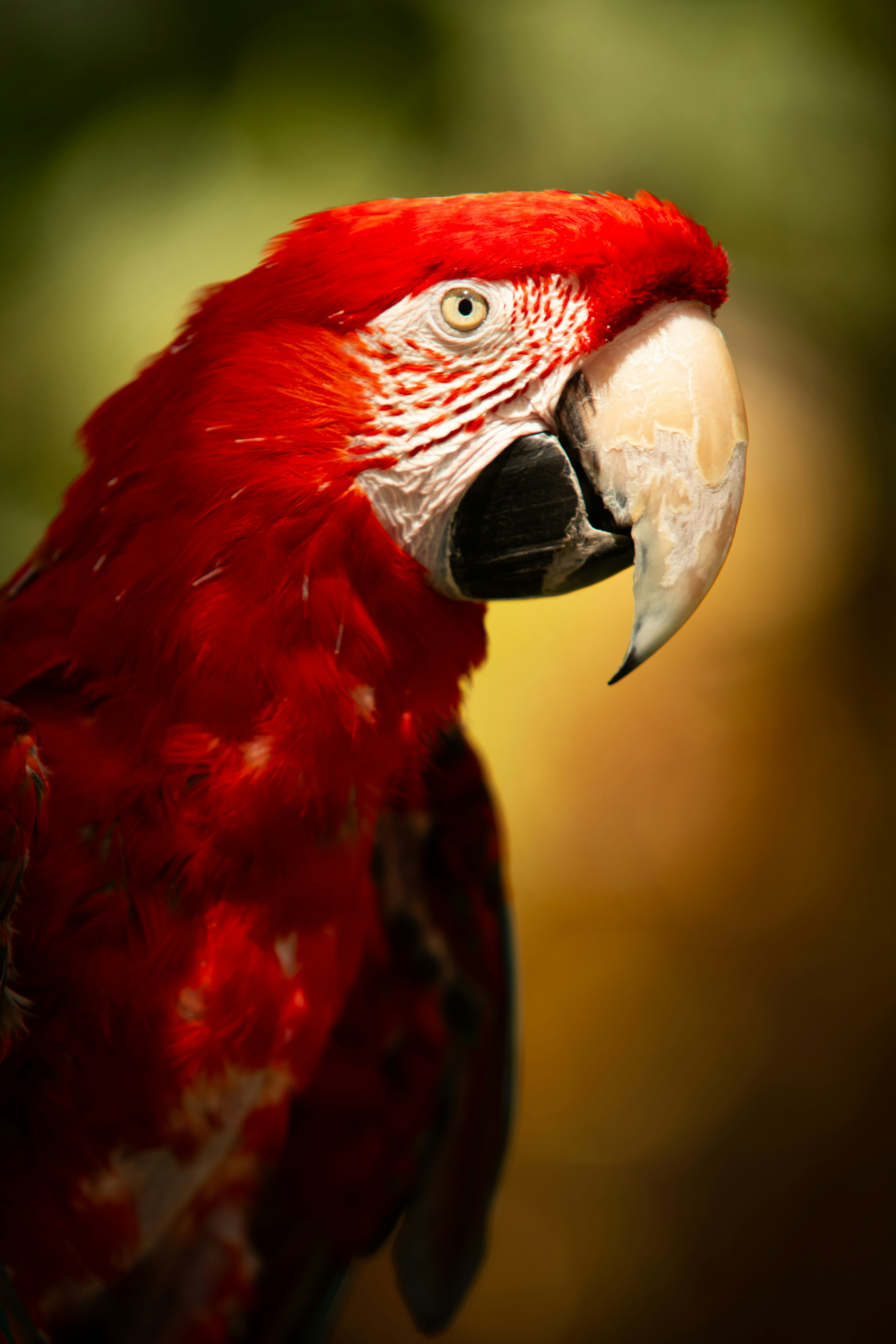 Crimson Crest: A Parrot Portrait in Bold Sunlit Detail