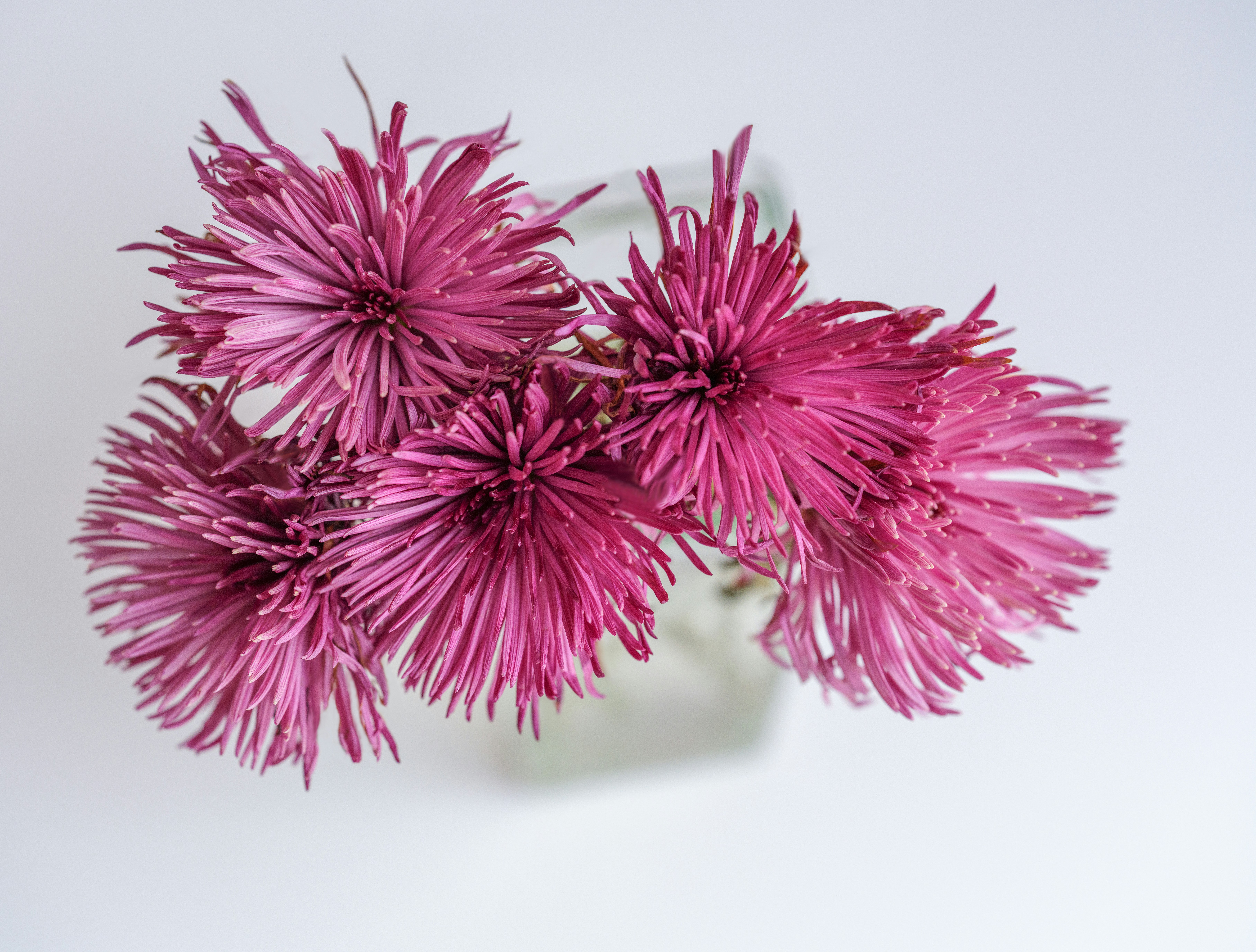 Crimson Bloom Cluster Backlit on Minimal White