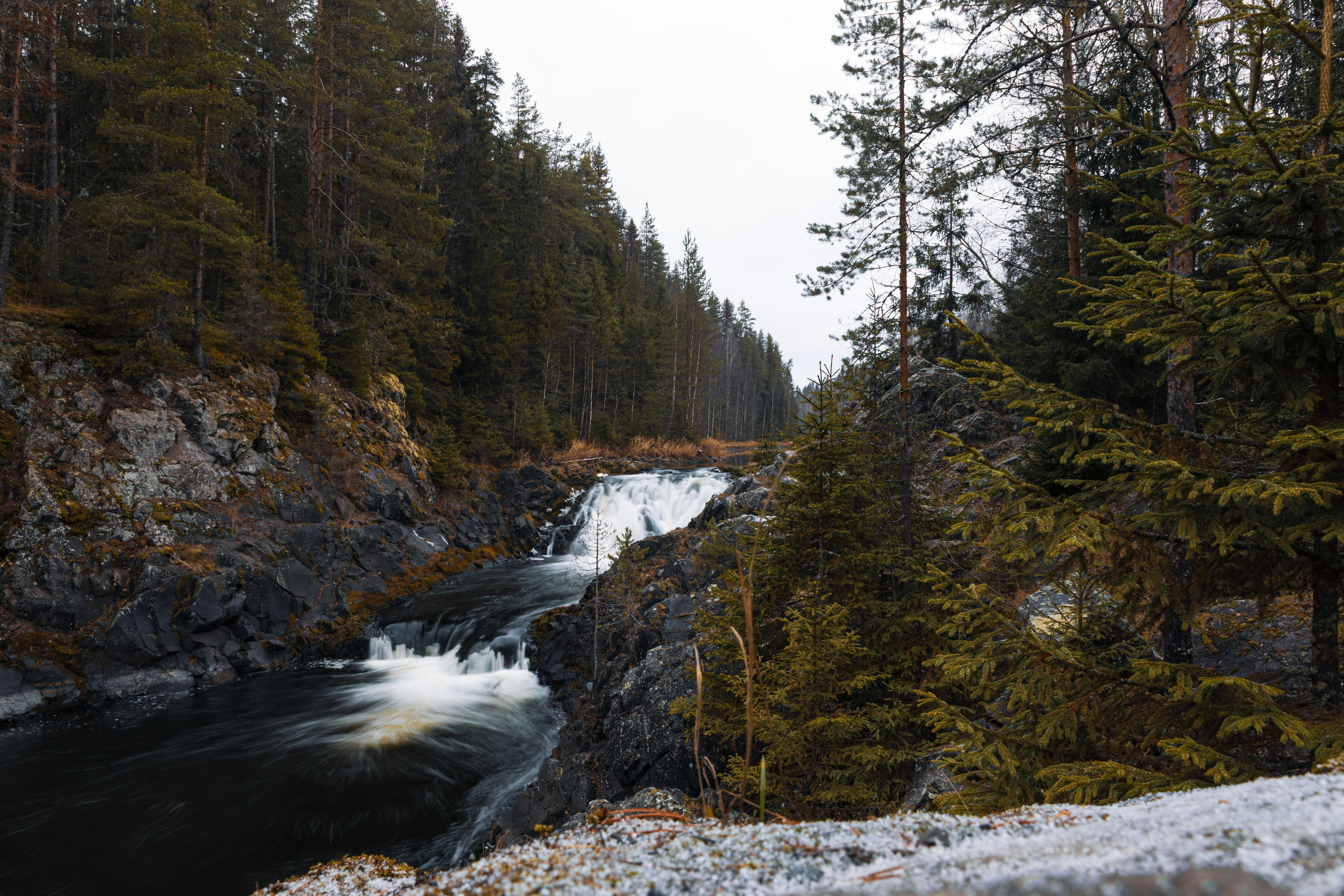 Rushing Waters Through A Winter-Whispered Pines
