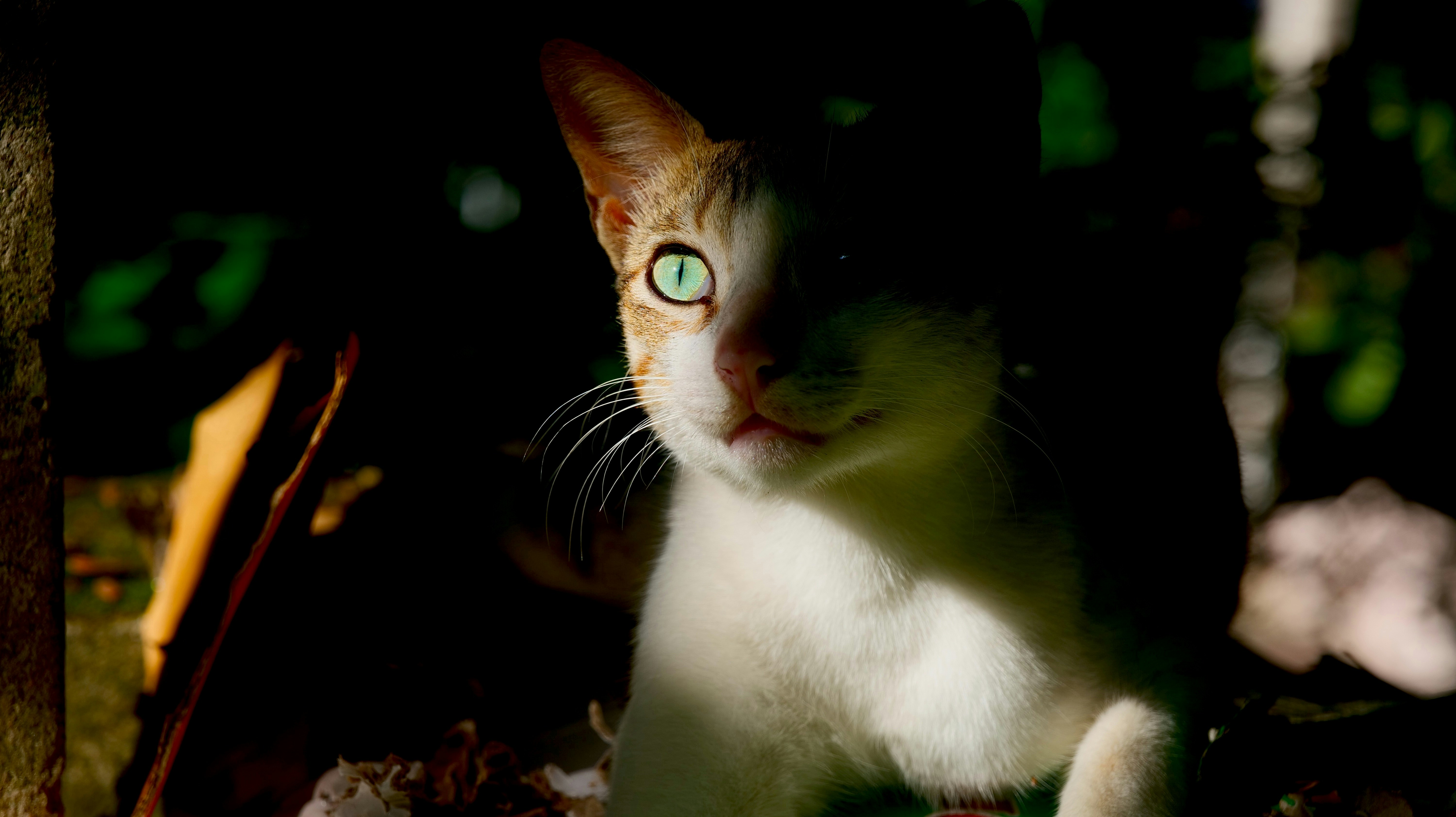 Shadowed Gaze: A Cat’s Emerald Eye in Dappled Light