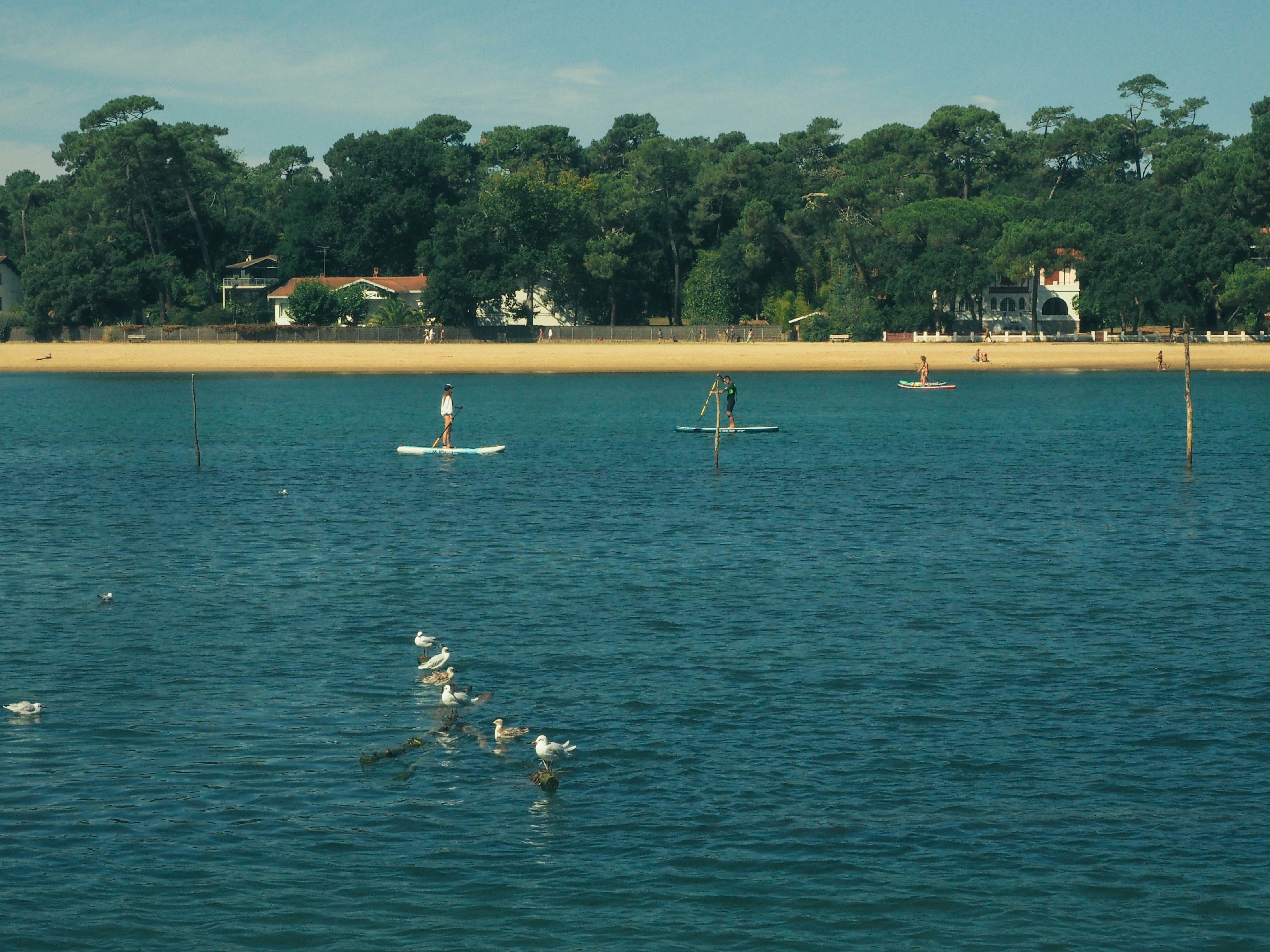 Calm Coastal Scene with Stand-Up Paddleboarders near a Tree-lined Shore