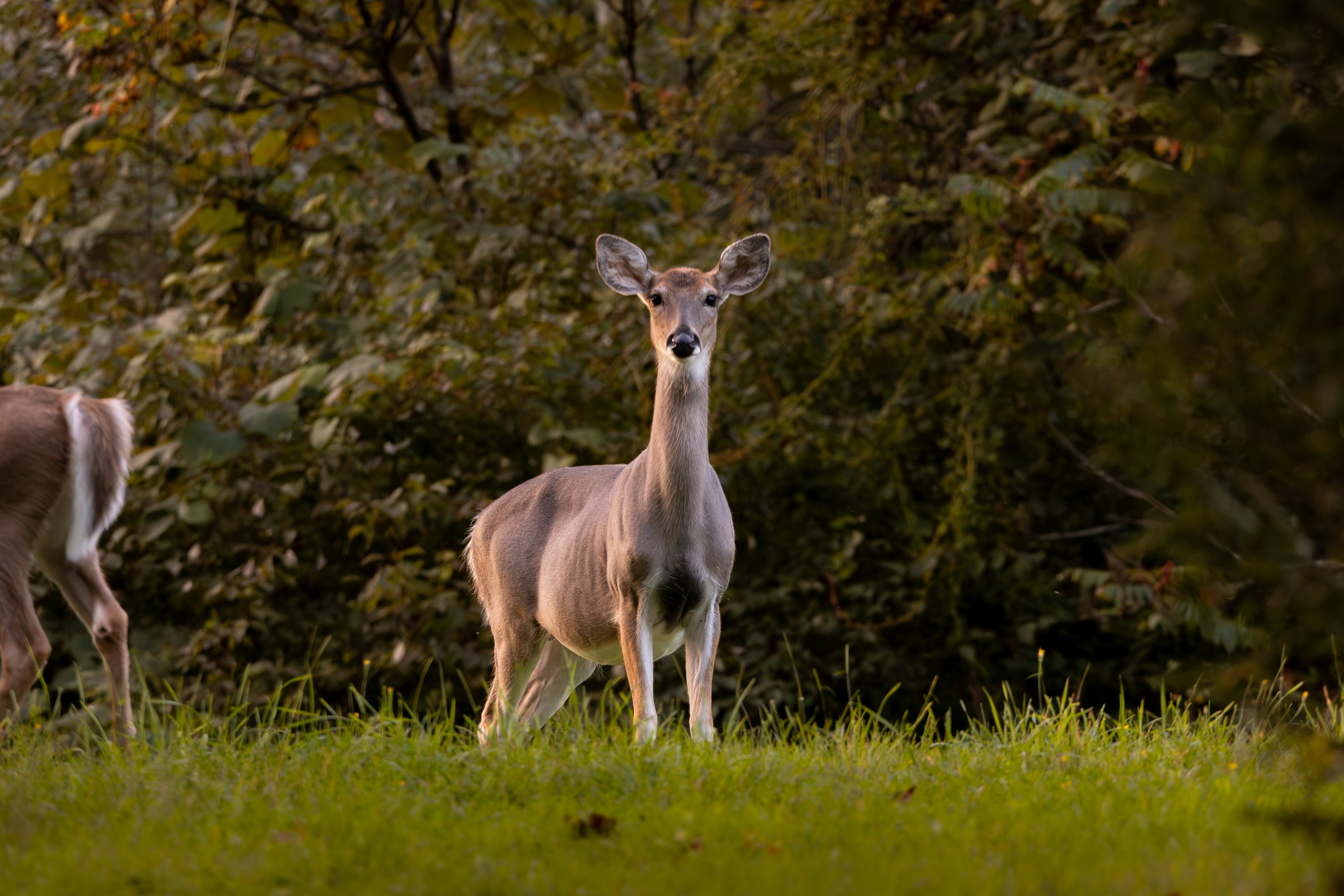 Golden deer stands alert in a sunlit clearing with forest foliage behind, capturing a calm wildlife moment.