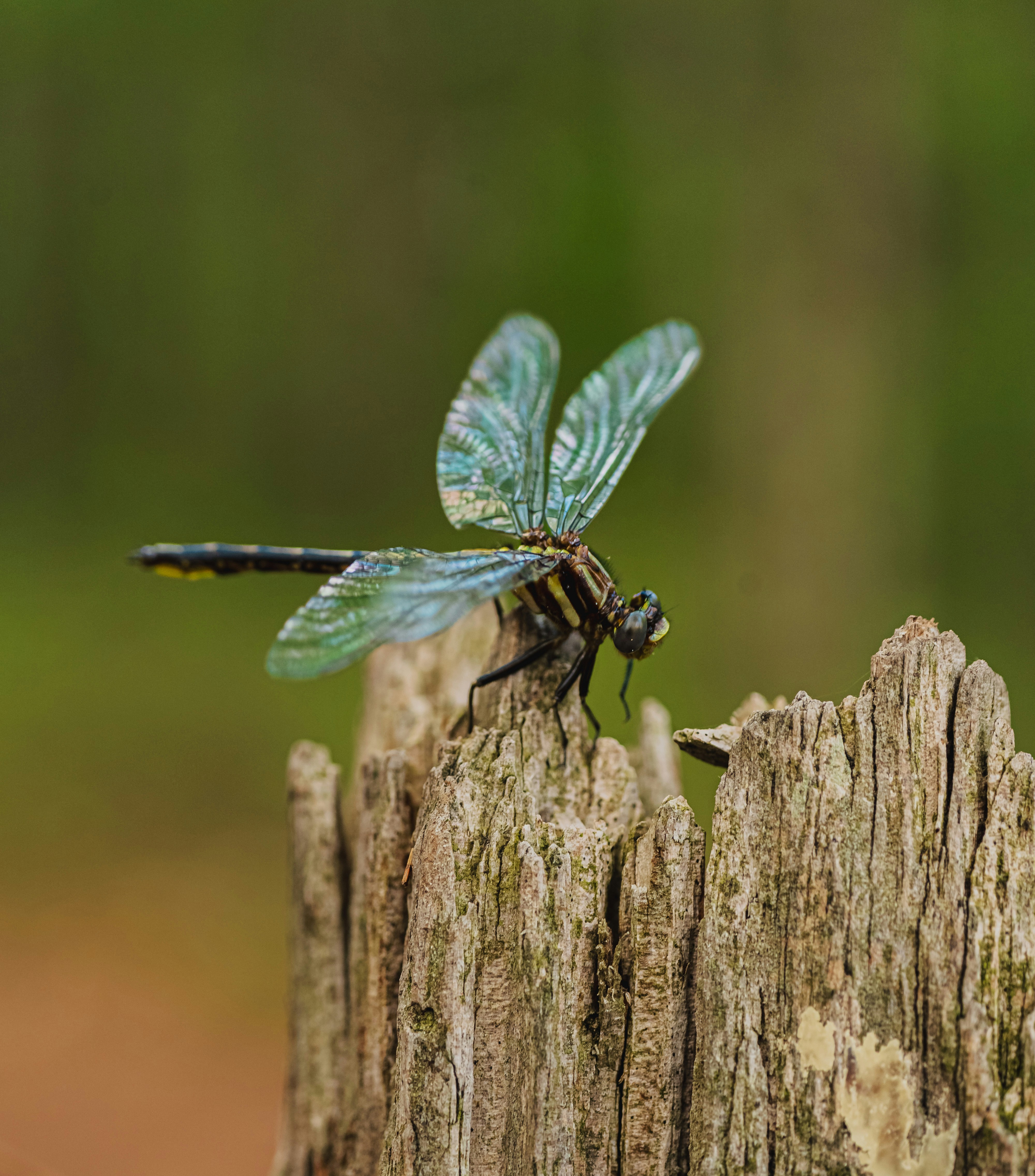 Dragonfly on Weathered Wood: A Moment of Emerald Detail