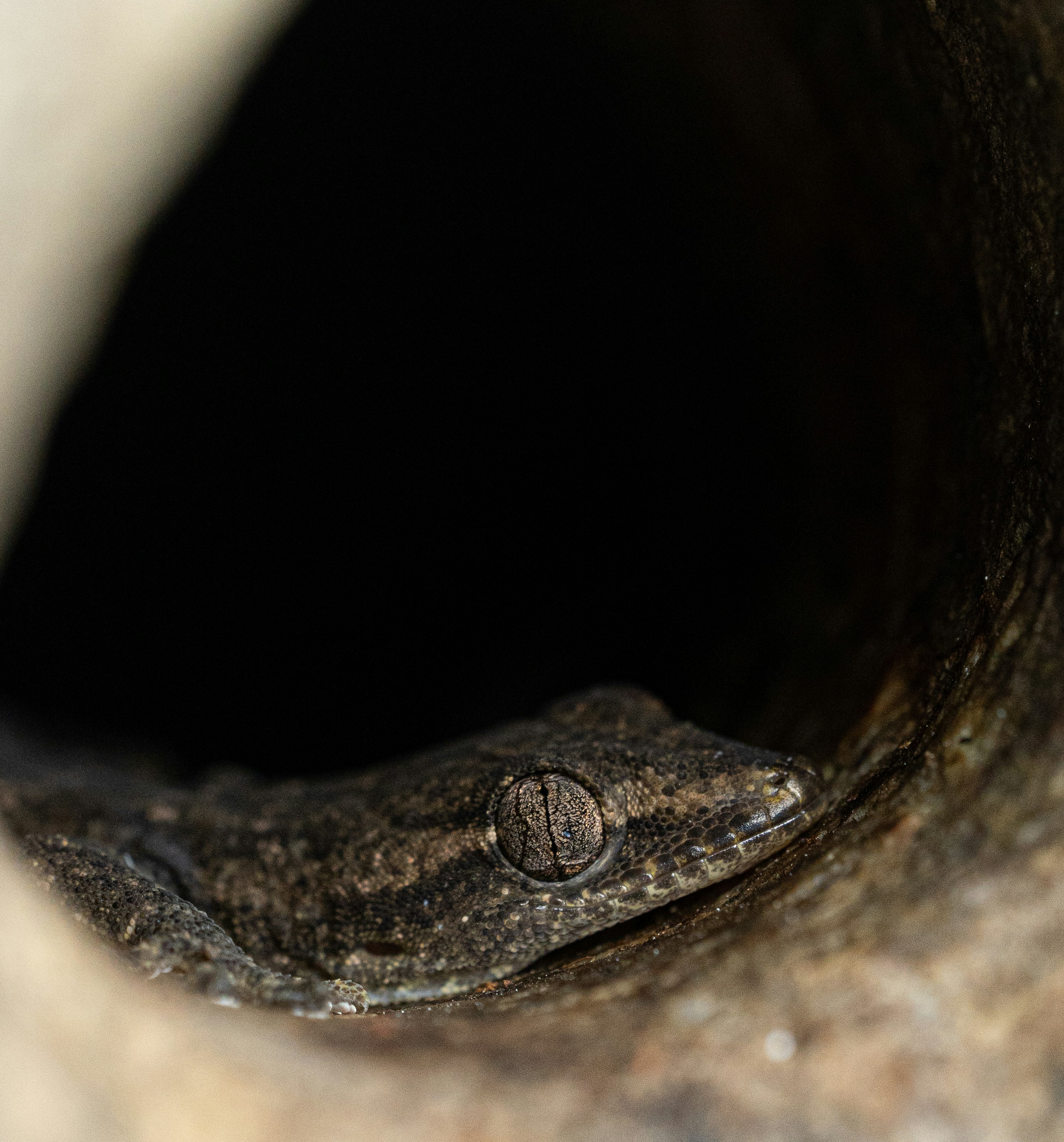 Coiled in Darkness: A Crocodilian Surprise Behind the Drain