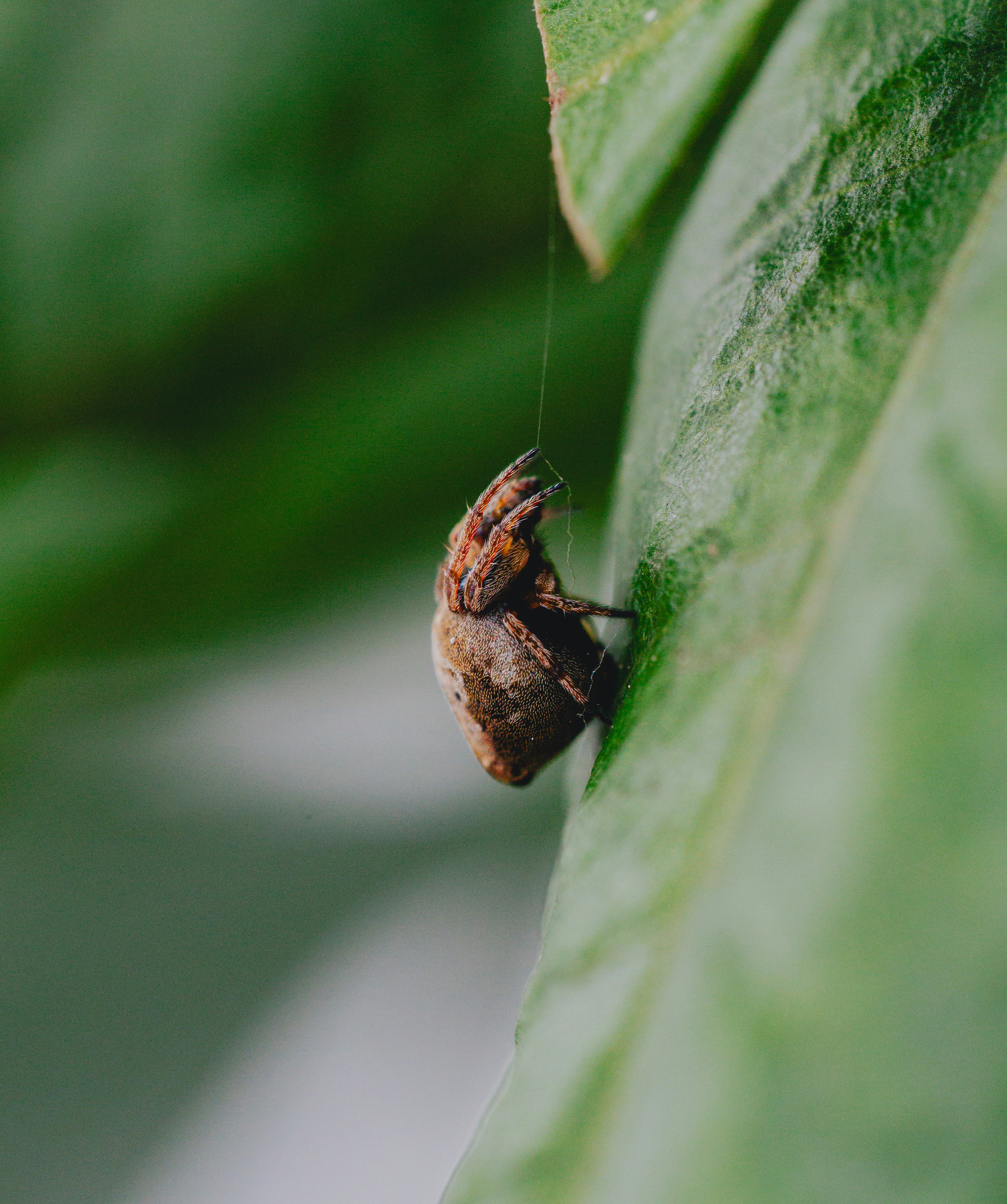Grass-stained Jungle: A Tiny Spider Hangs from a Silk Thread on a Green Leaf