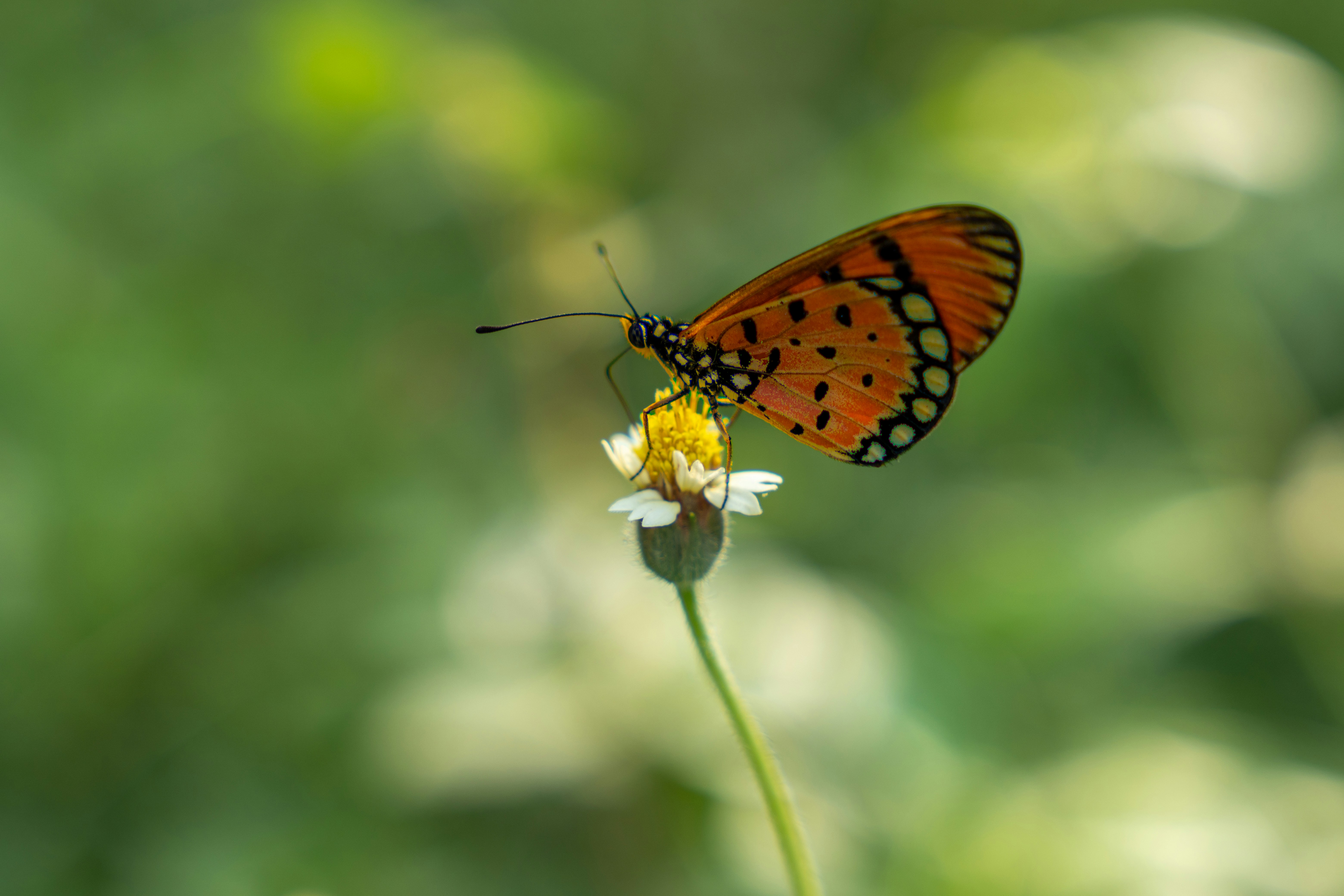 Orange butterfly perches on a small white-petaled bloom in sunlit greenery