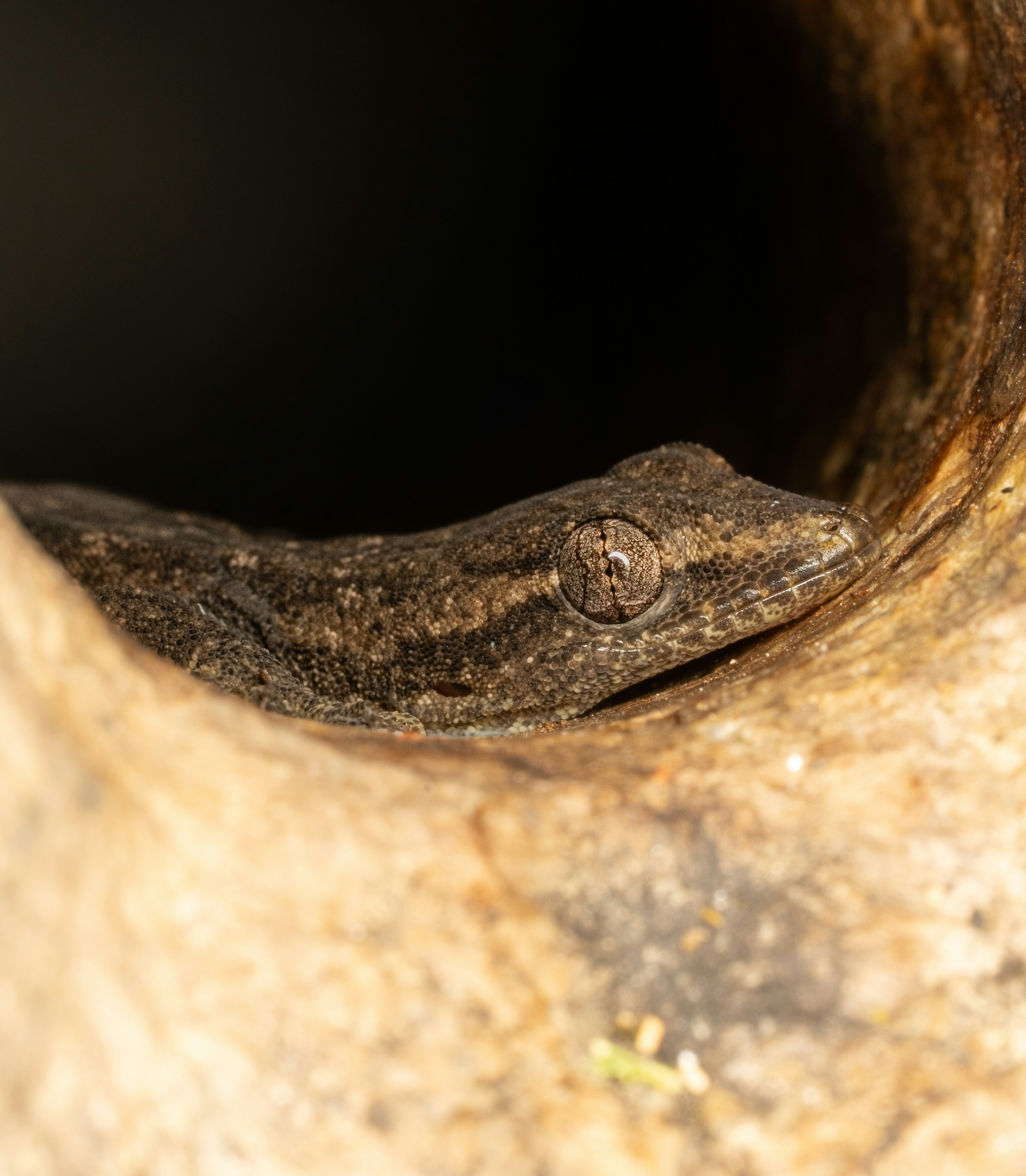 Hidden Eye in the Tunnel: A Gecko-Camouflaged Moment