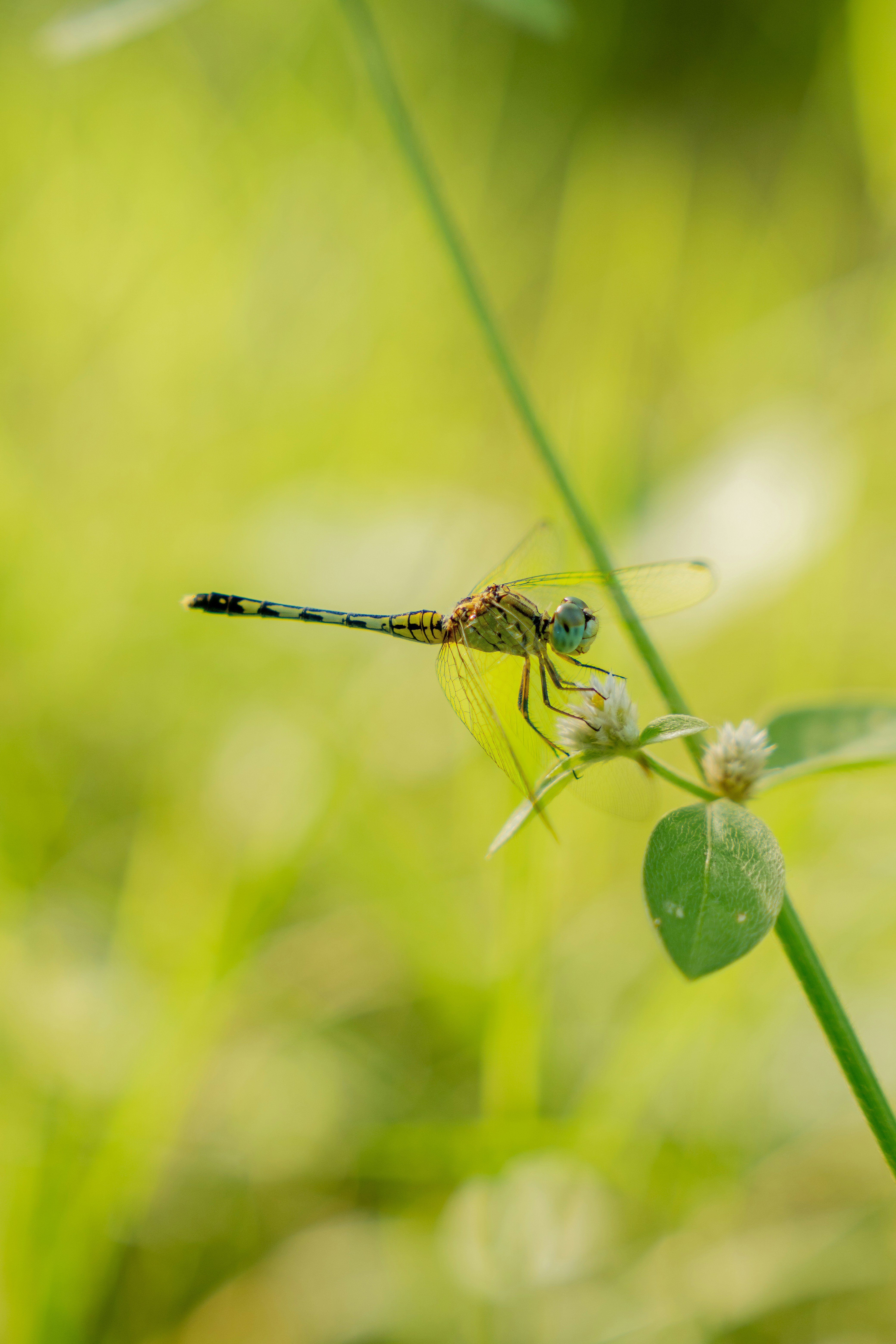 Violin-Stripe Dragonfly on a Tender Green Stem