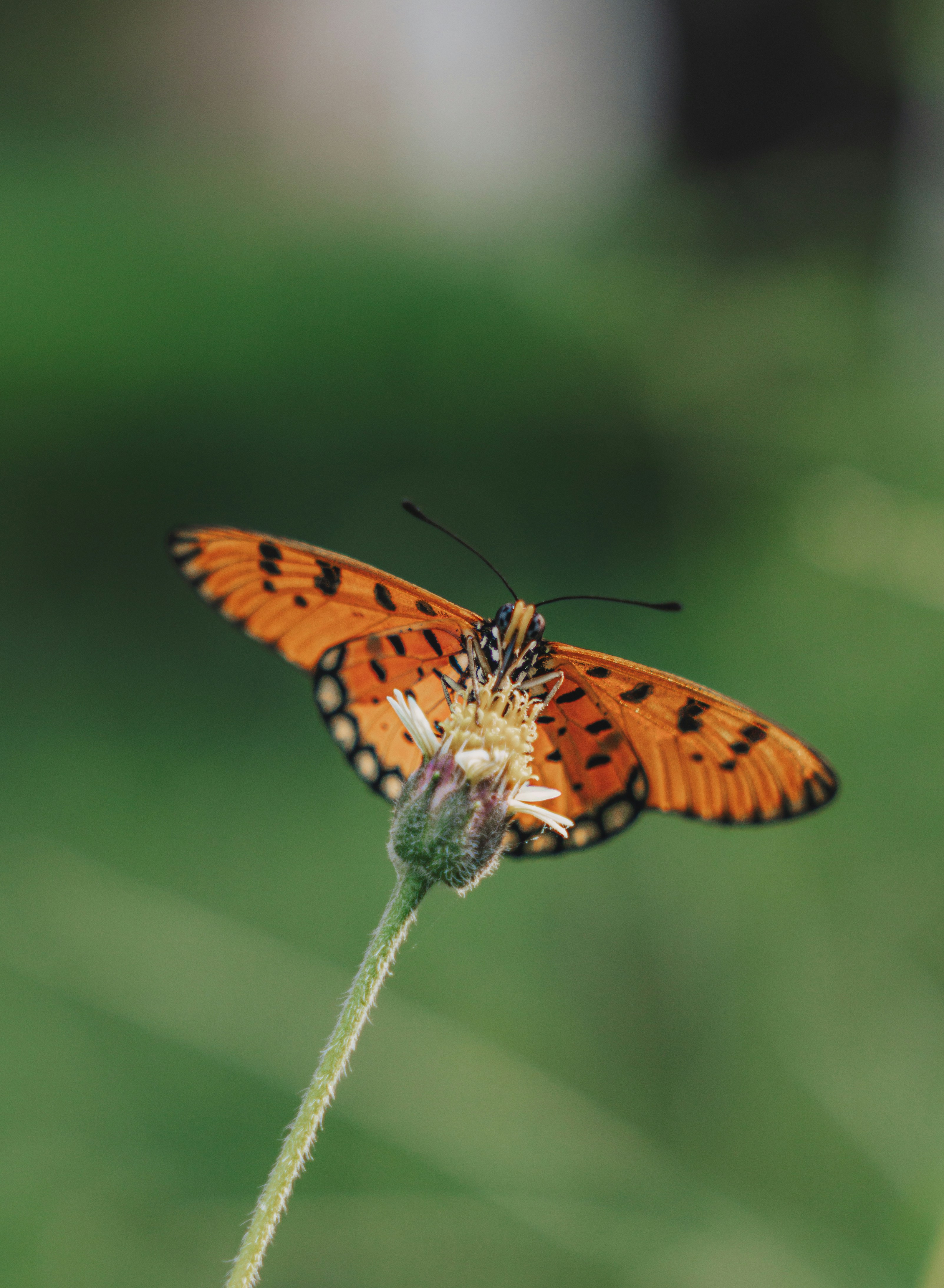 Vivid Copper Butterfly Resting on a Delicate Flower