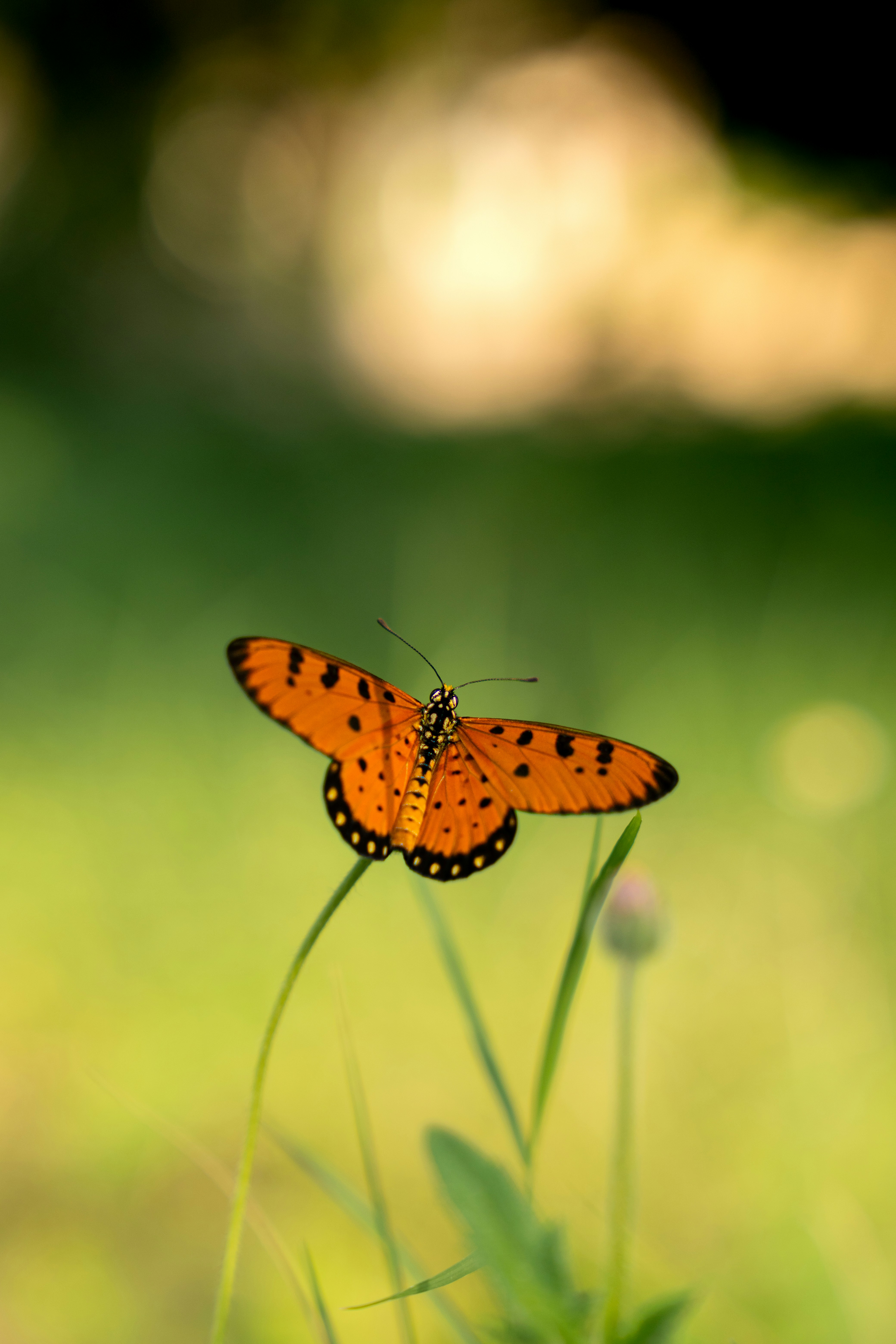 Orange Gatekeeper: A butterfly perched in a dew-kissed meadow