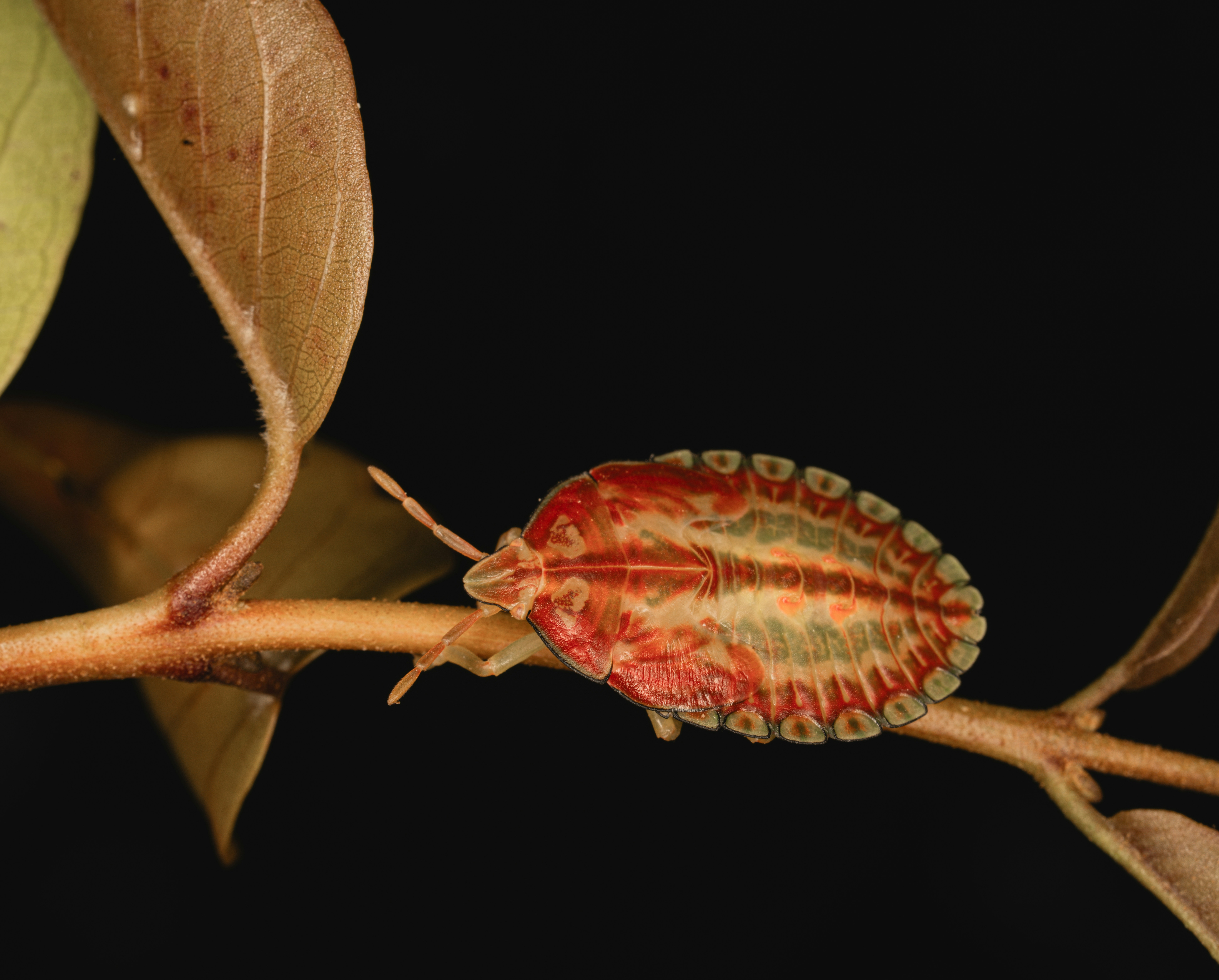 Brightly colored armored insect on a slender branch against a dark background, highlighting its intricate pattern and texture.