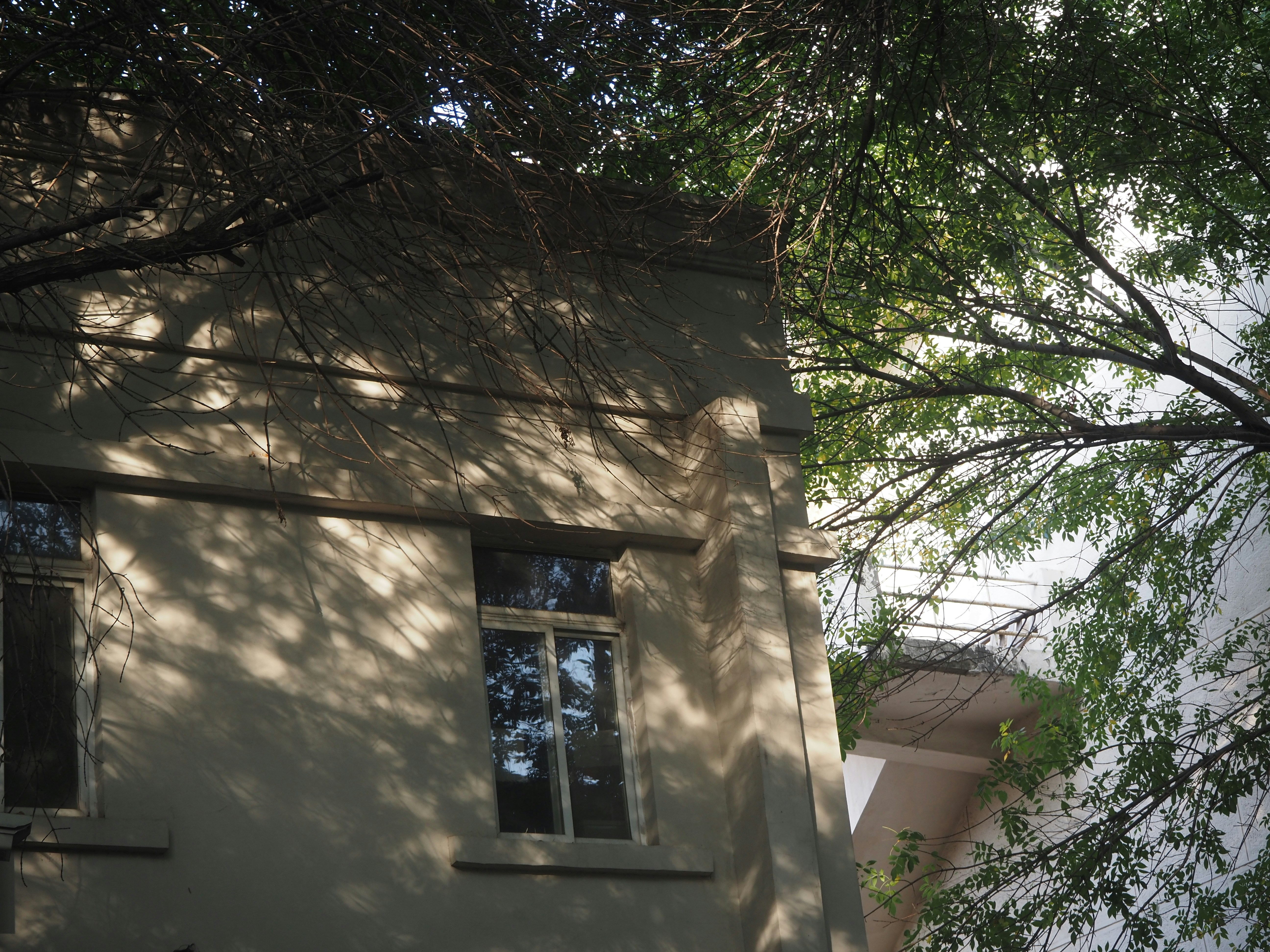 Shaded Windowed Facade Beneath Whispering Maple