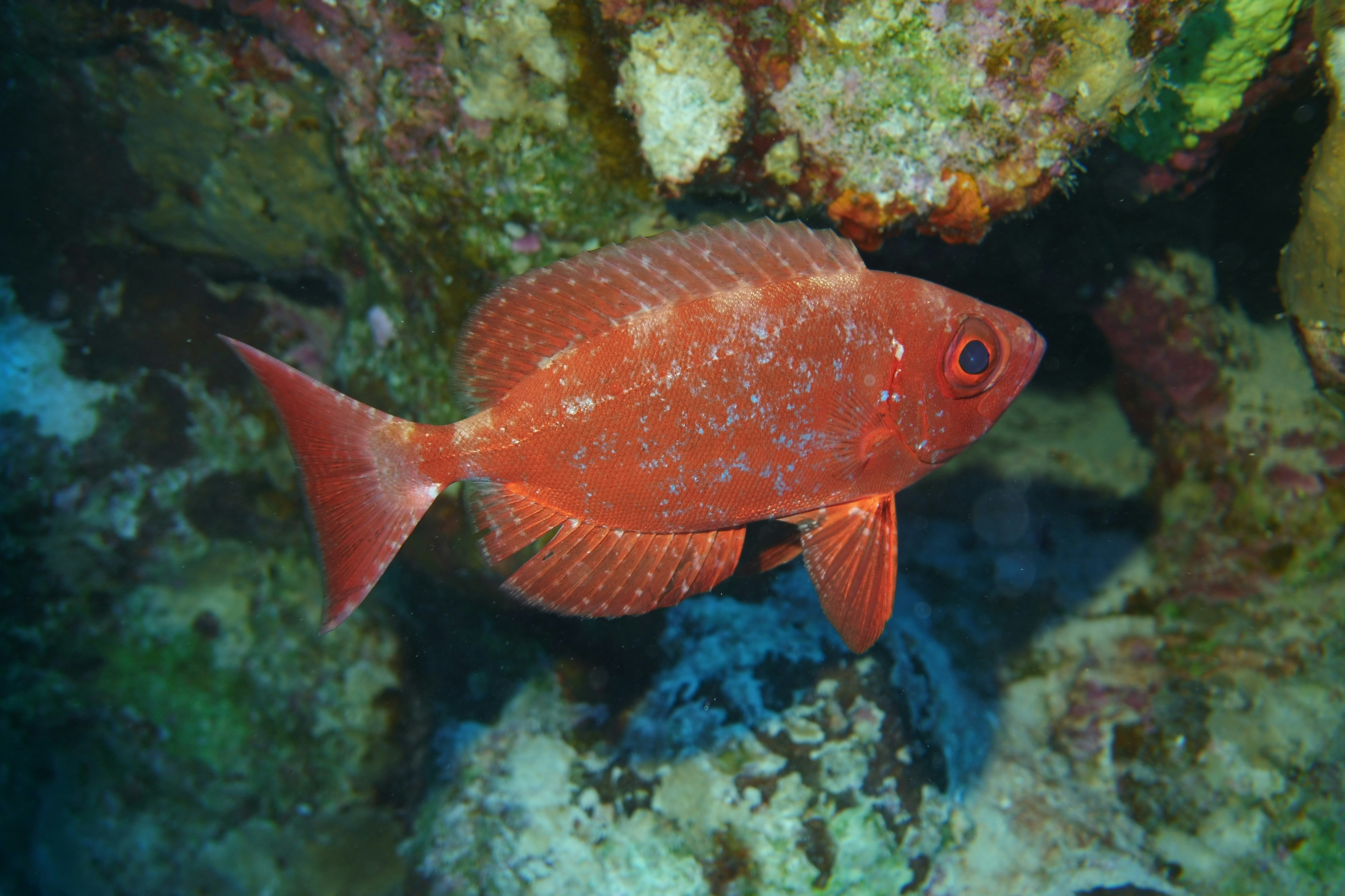 Crimson Swimmer Amid Coral Lattice